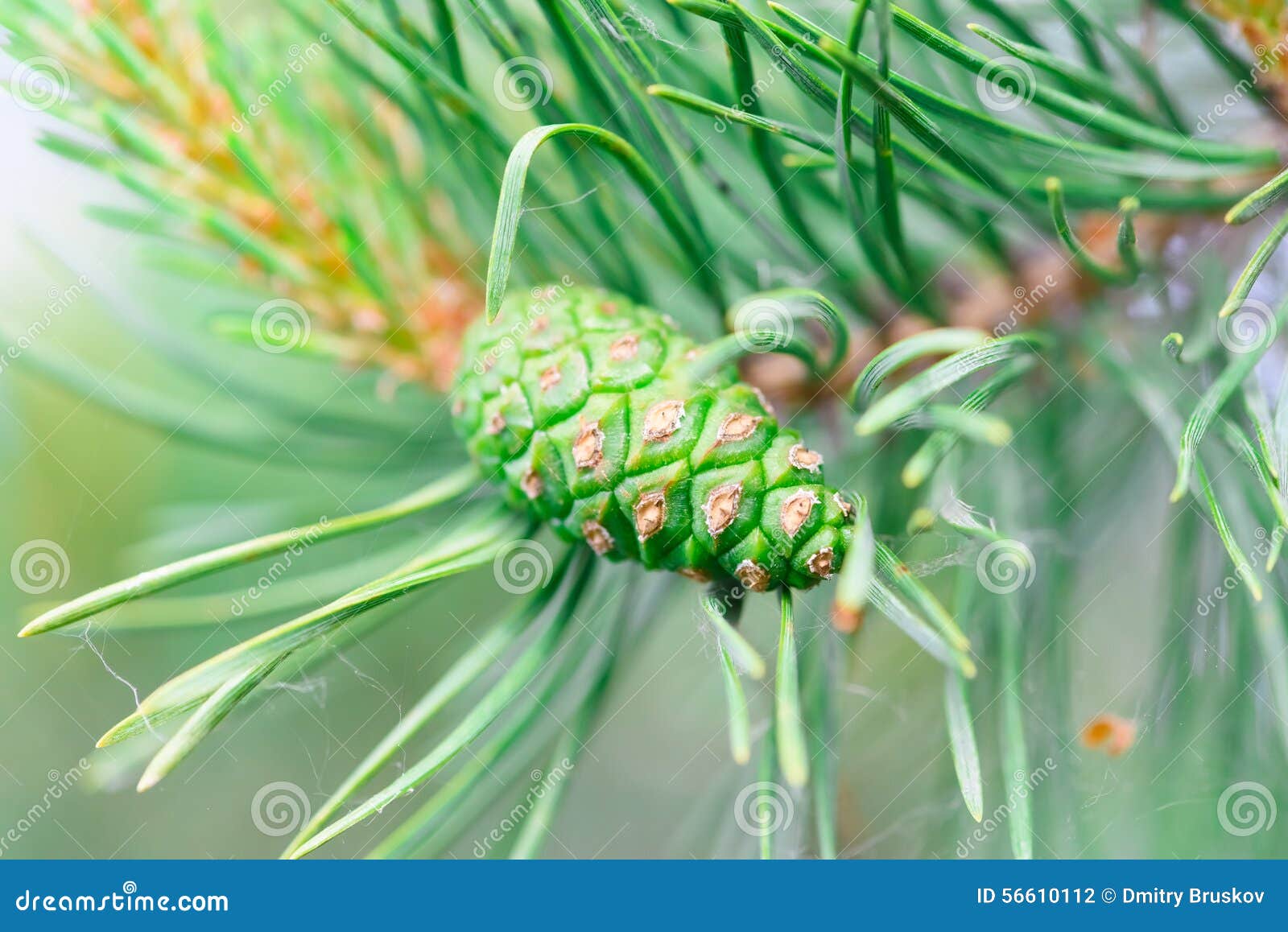 Albero verde della pigna fotografia stock. Immagine di pianta - 56610112