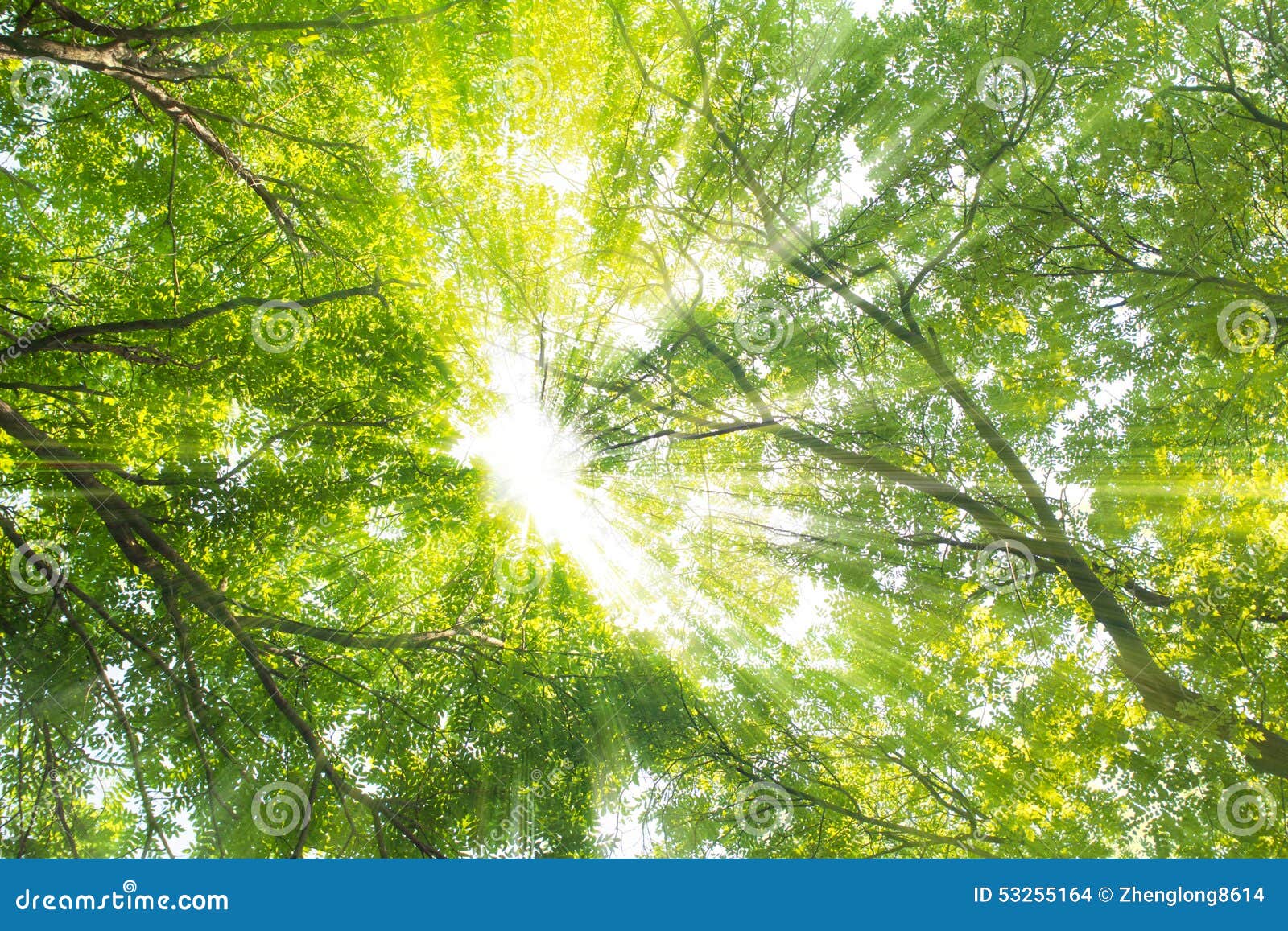 Albero verde di estate fotografia stock. Immagine di lussare - 53255164