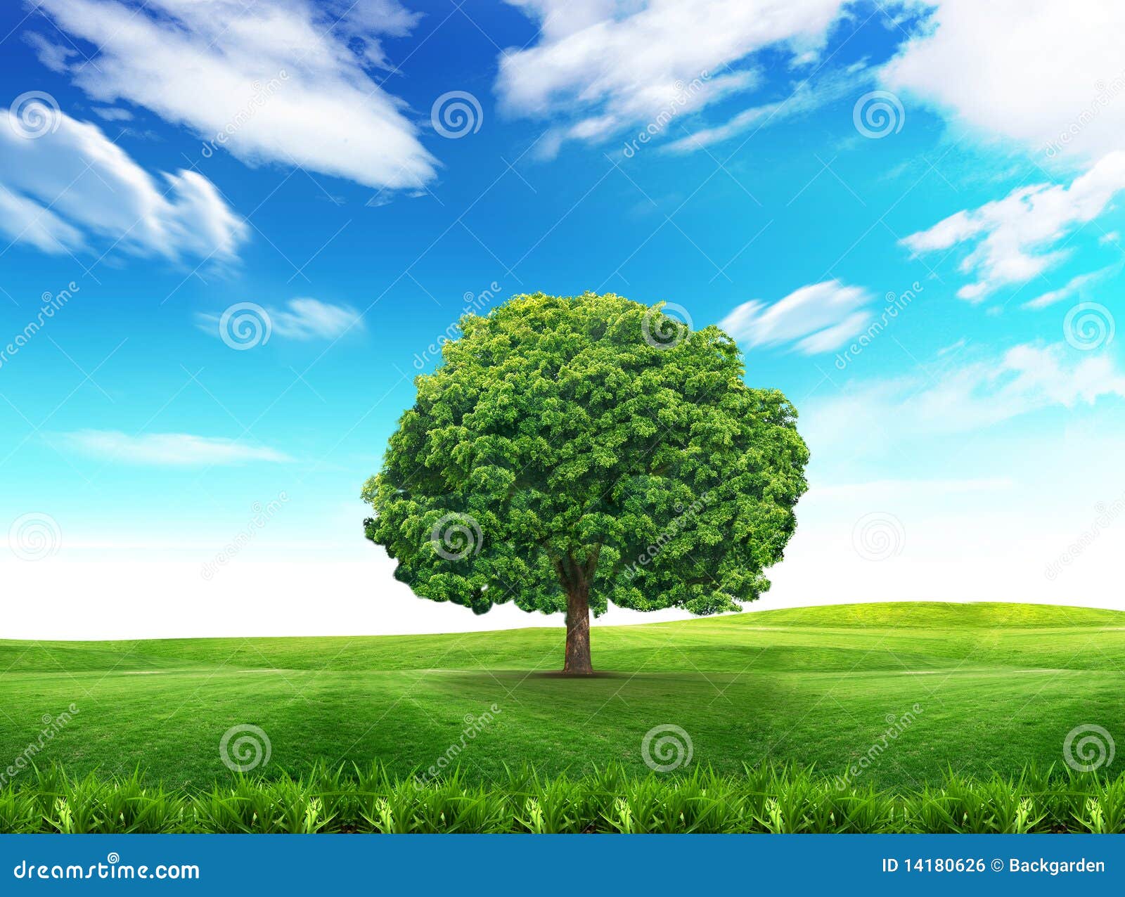 Albero Verde E Cielo Nuvoloso Fotografia Stock - Immagine di stagione ...