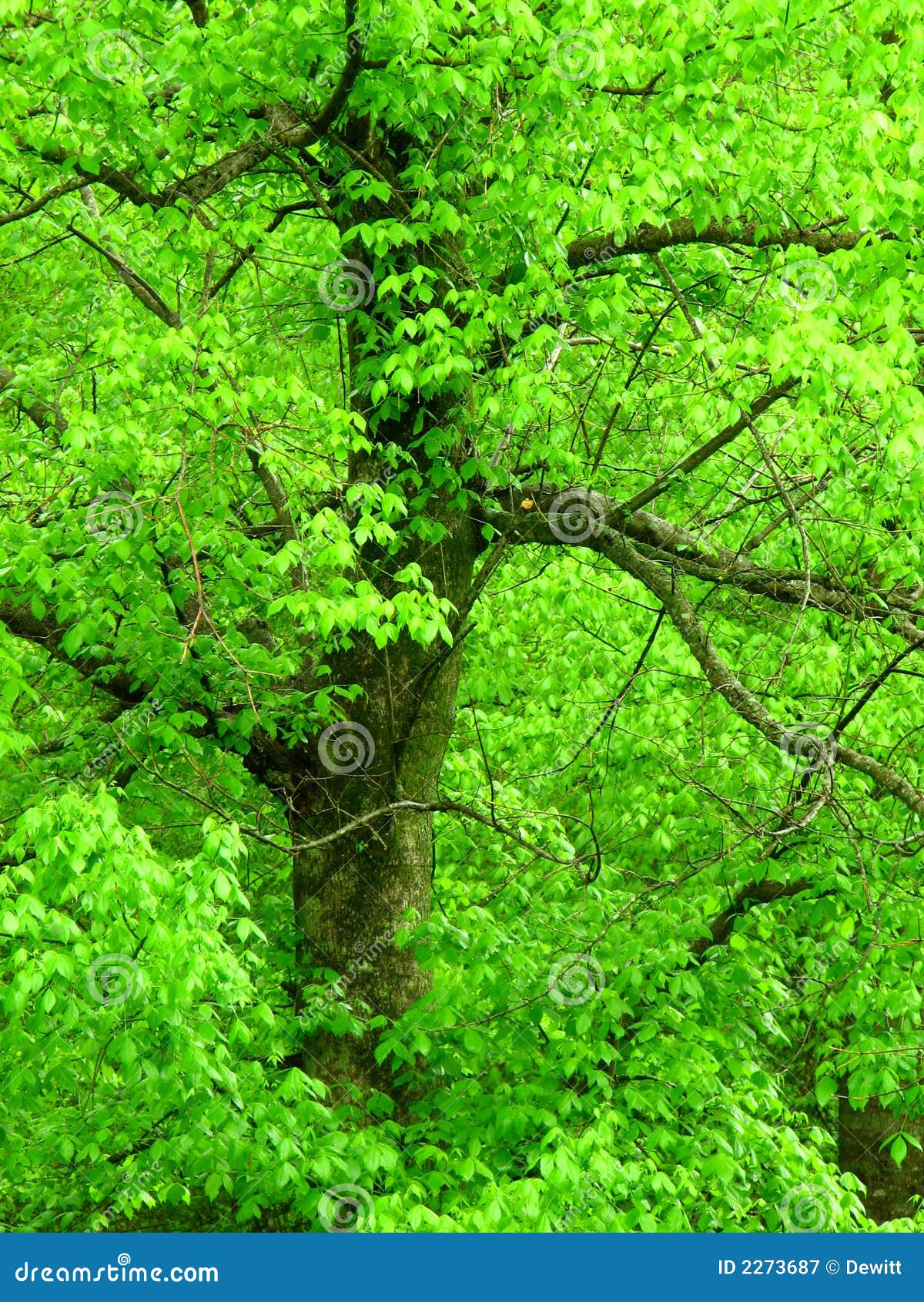 Albero verde intenso immagine stock. Immagine di aperto - 2273687
