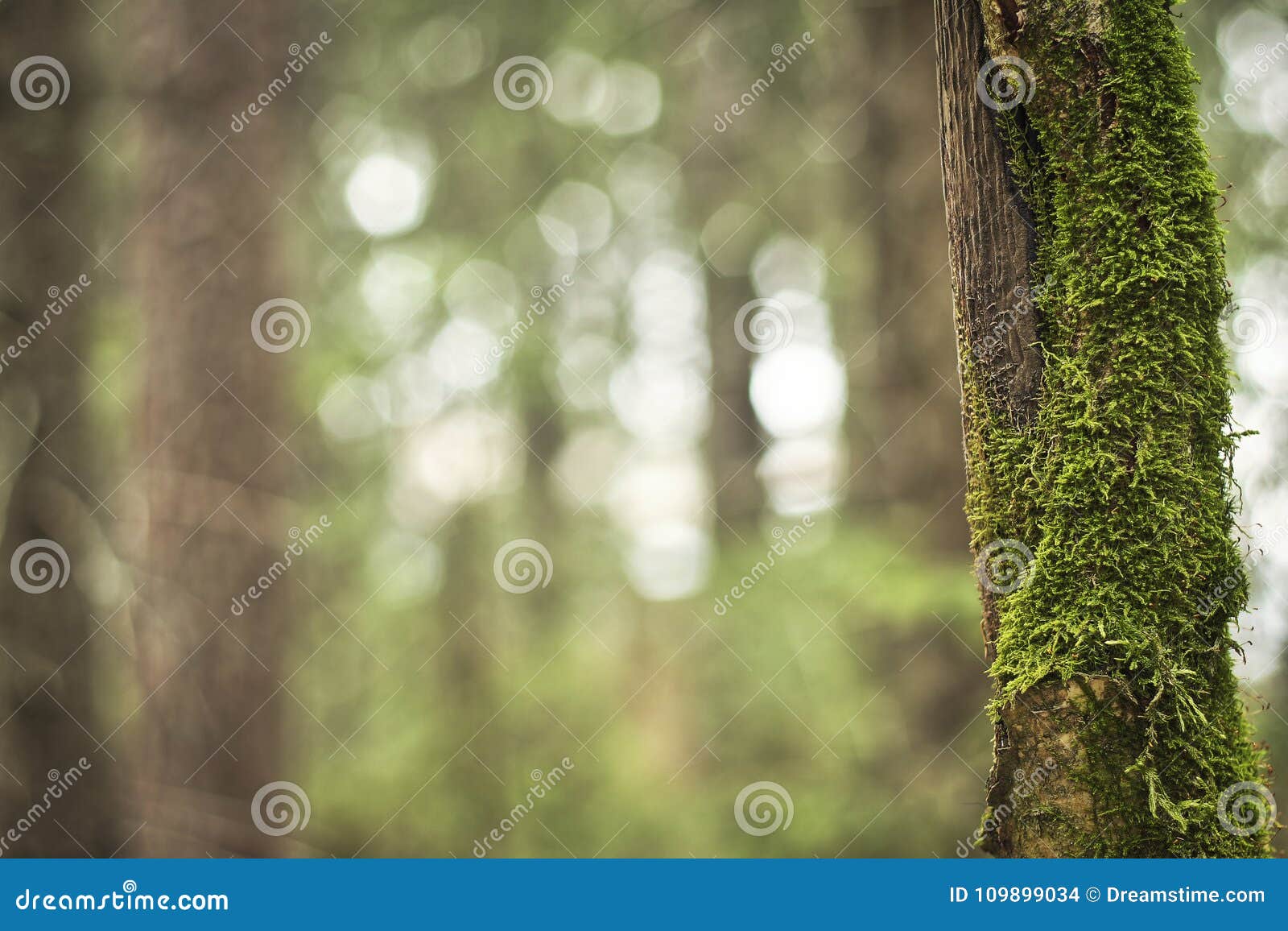 Albero Verde Nel Primo Piano Della Foresta Fotografia Stock - Immagine ...