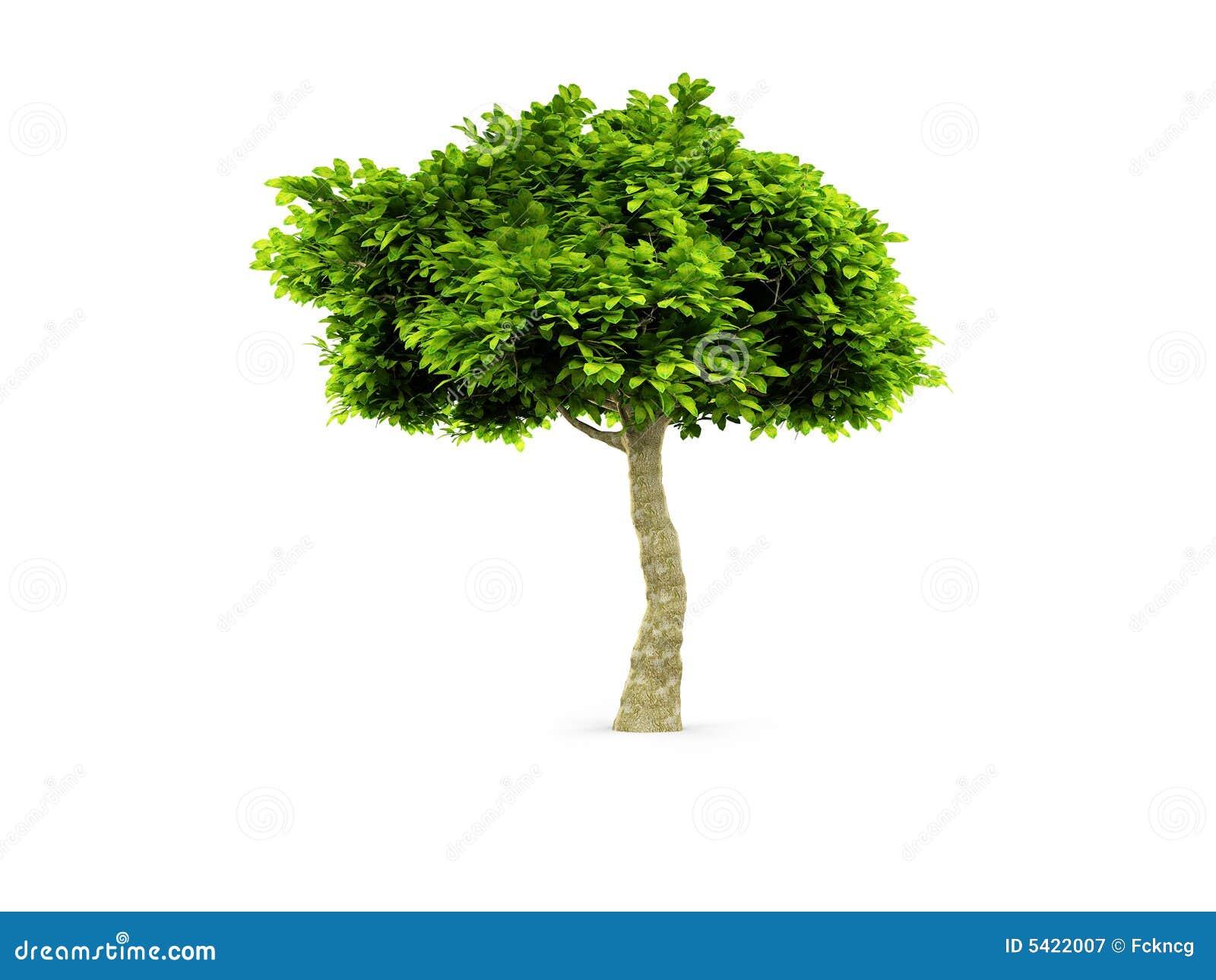 Albero Verde Solo Isolato Su Bianco Illustrazione di Stock ...
