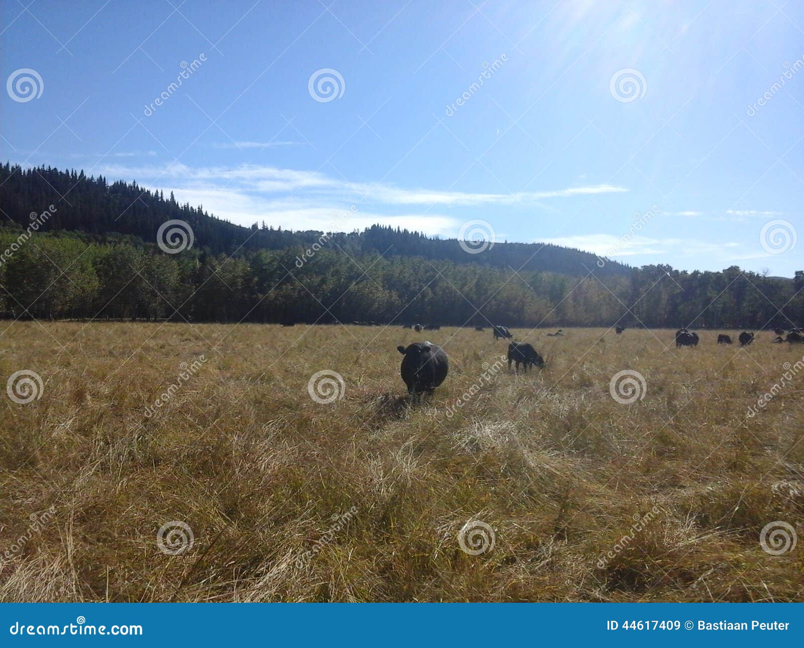 Alberta Beef stock image. Image of cumulus, pasture, heifers - 44617409