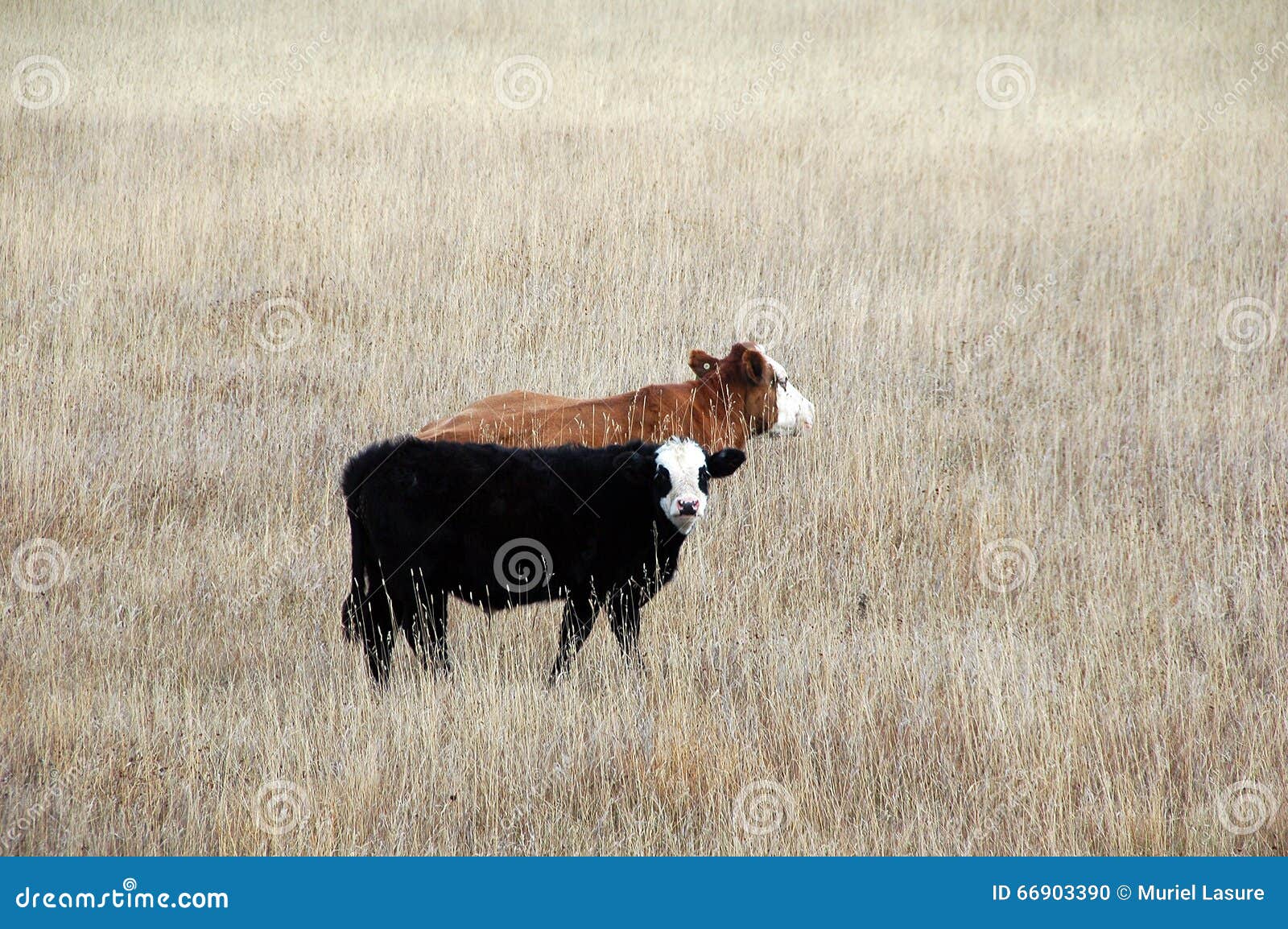 Alberta beef cattle stock photo. Image of industry, group - 66903390