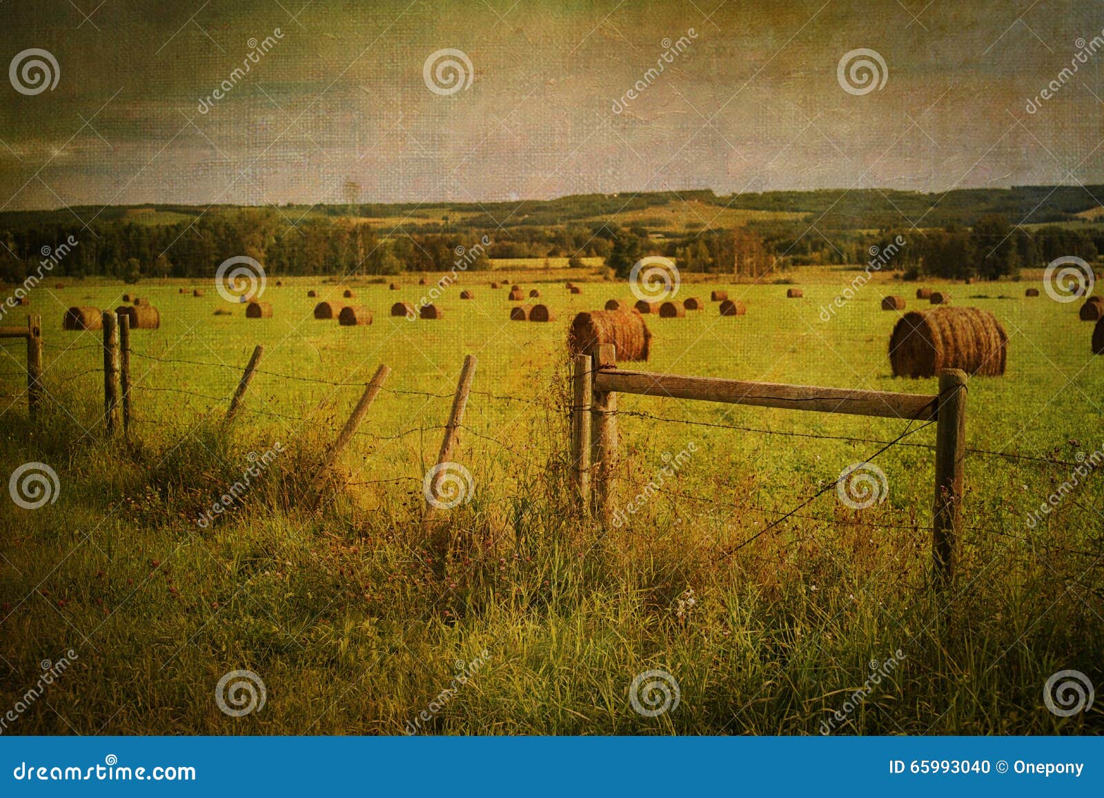 Alberta Countryside stock photo. Image of texture, bale - 65993040