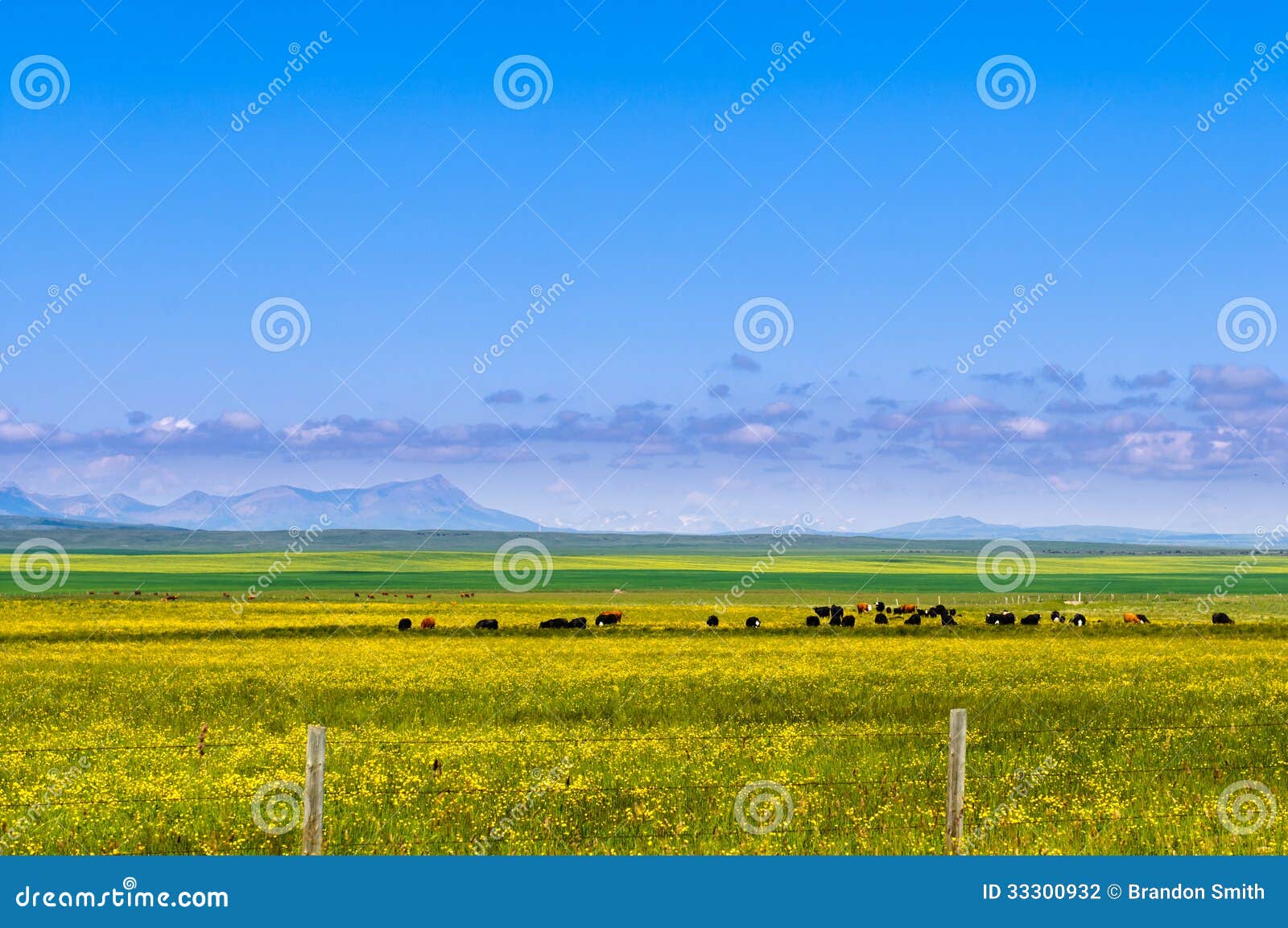 Alberta Farmland foto de stock. Imagem de mola, céu, terra - 33300932