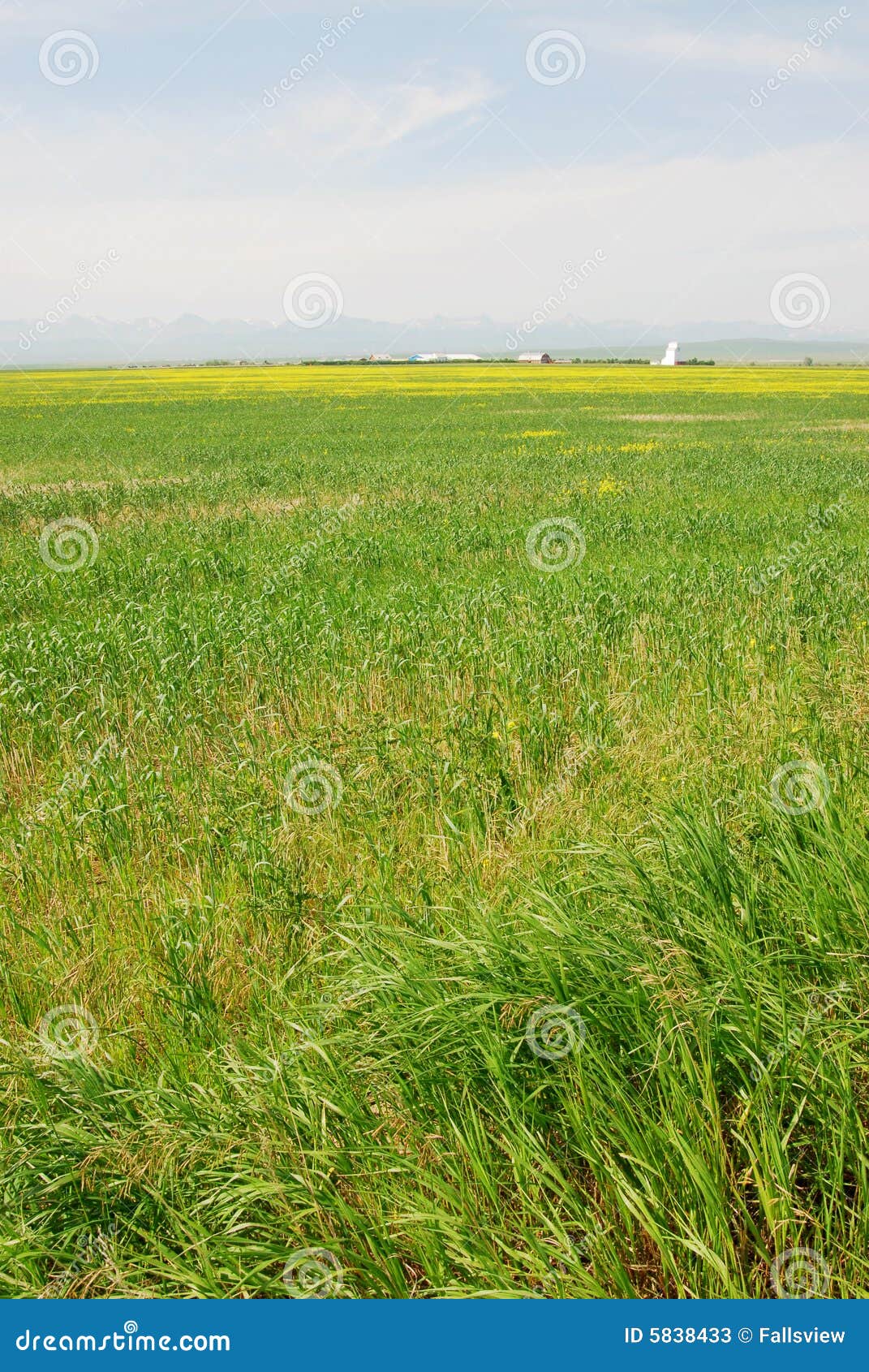 Alberta prairie stock image. Image of field, canada, prairie - 5838433