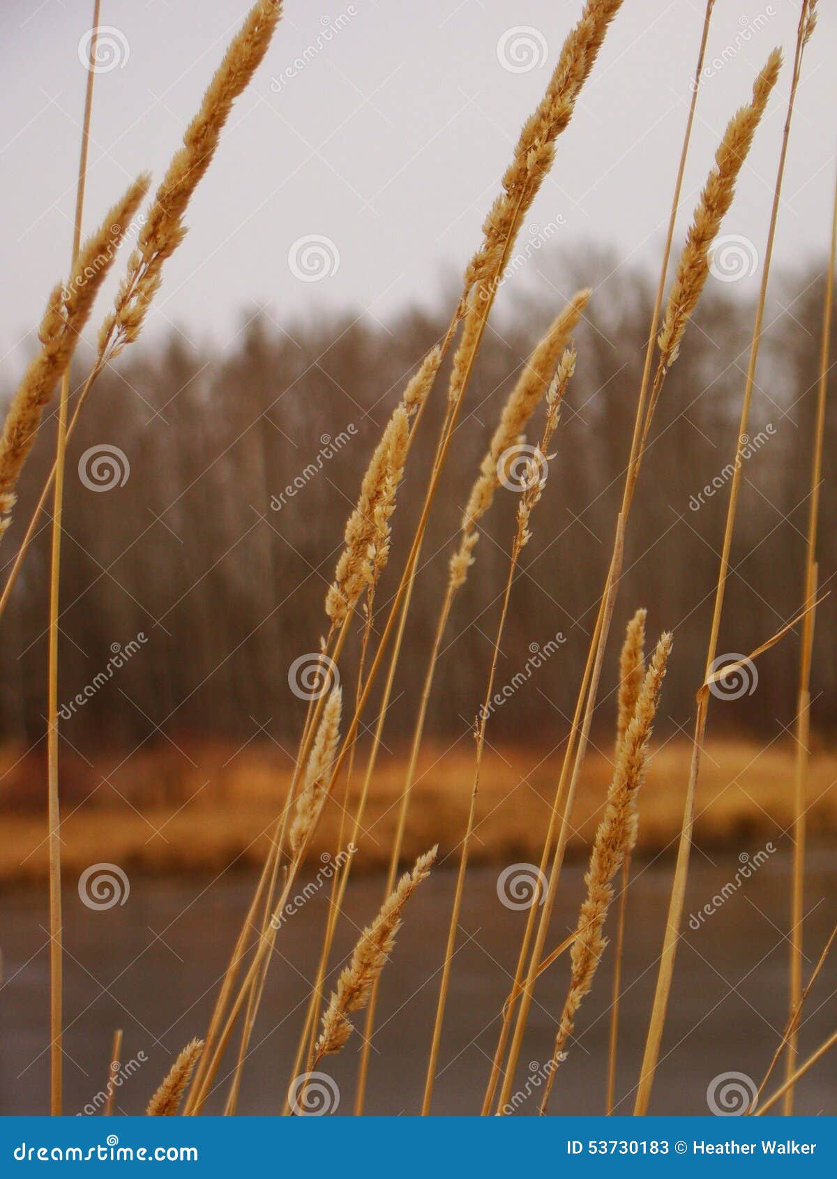 Alberta wheat stock image. Image of gold, landscape, fall - 53730183