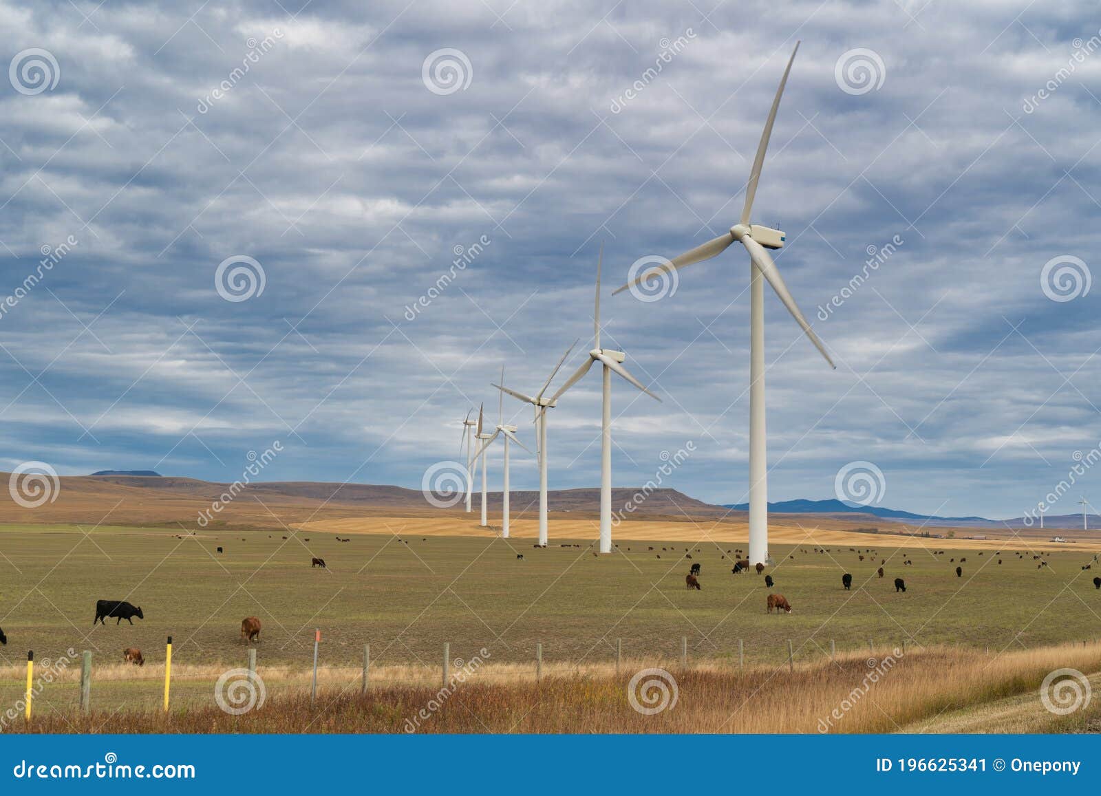 Alberta Wind Turbines stock image. Image of grazing - 196625341