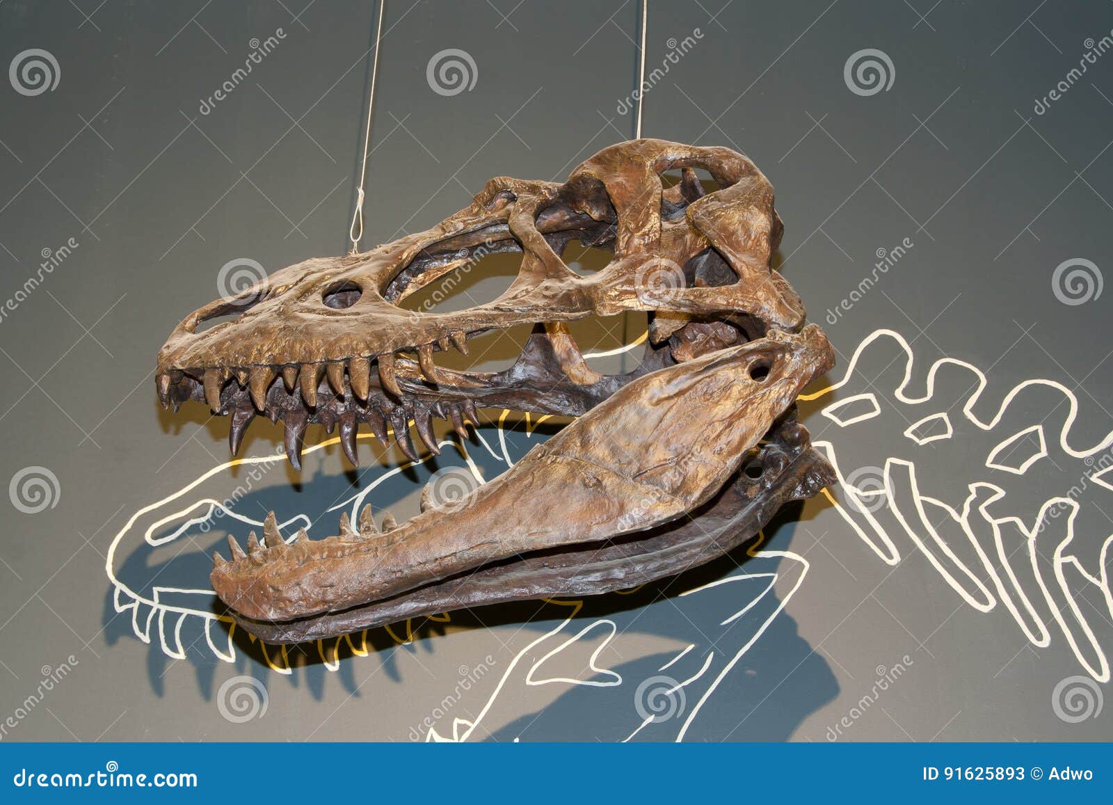 Albertosaurus Skull stock image. Image of albertosaurus - 91625893