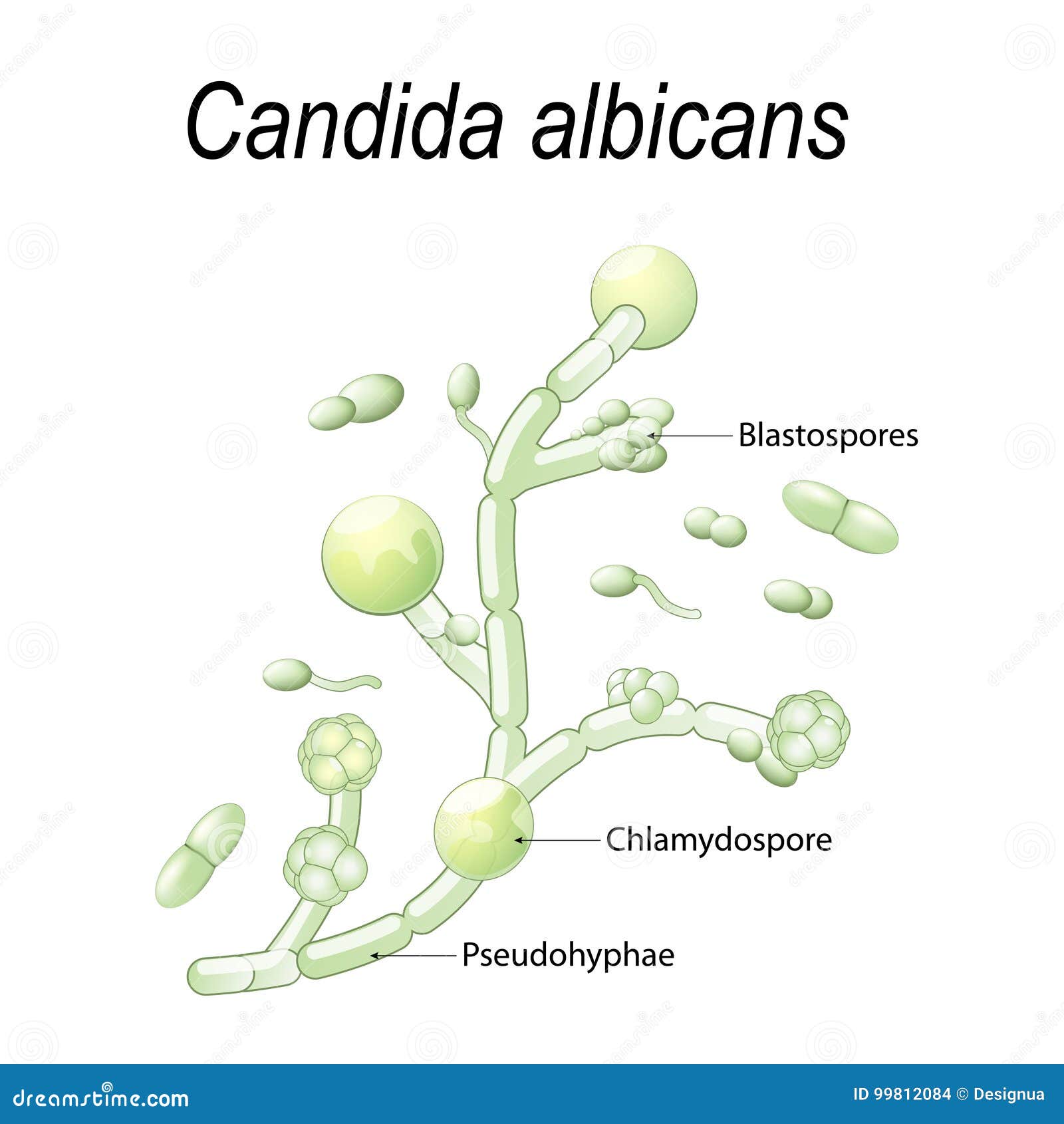 Candida Stock Illustrations, Vecteurs, & Clipart – (1,288 Stock ...