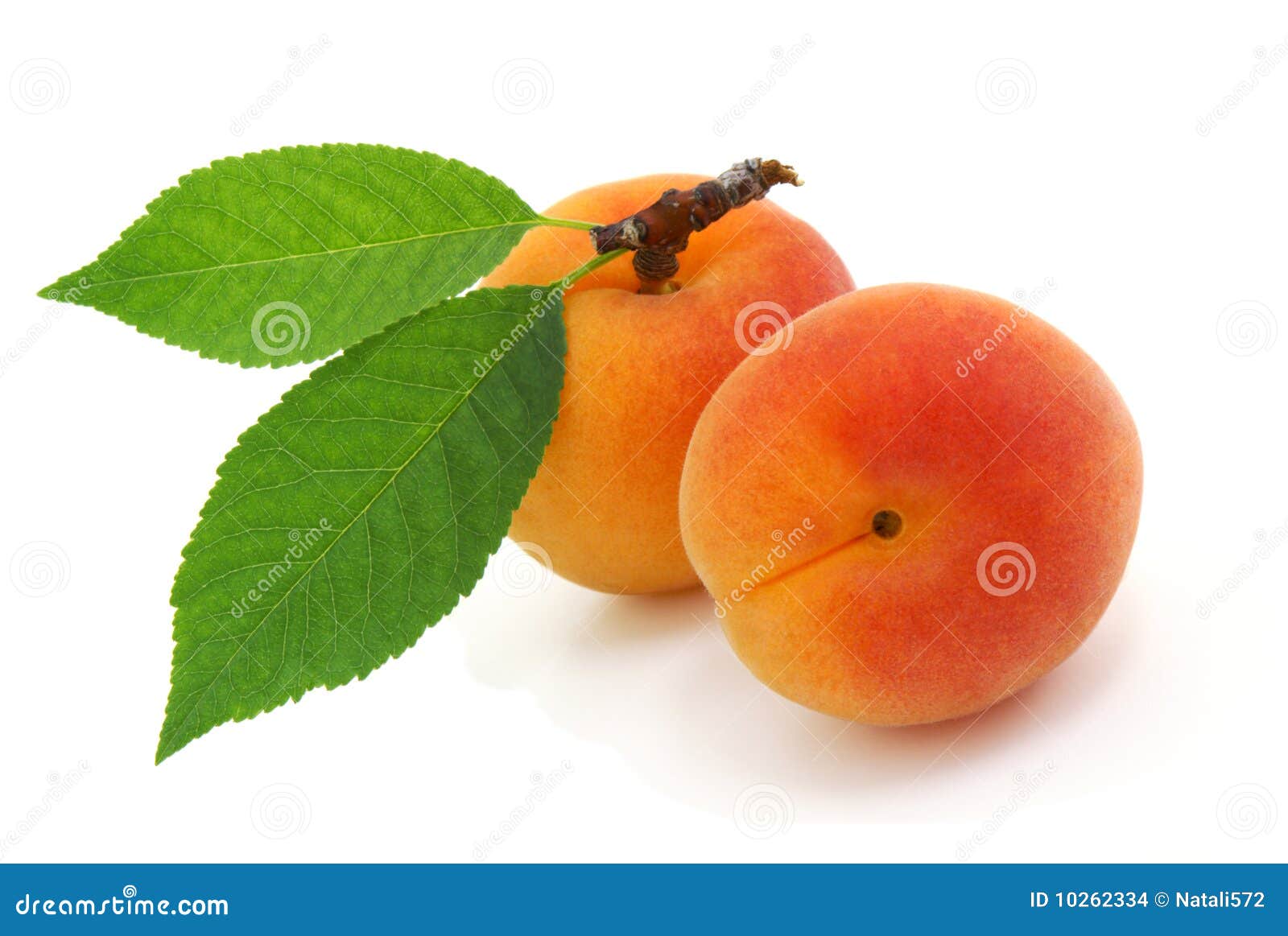 Albicocca. fotografia stock. Immagine di dolce, nutrizione - 10262334