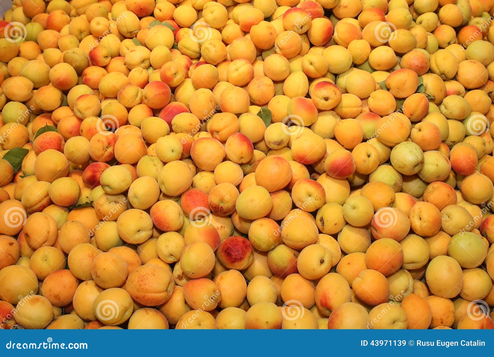 Albicocca immagine stock. Immagine di frutta, fresco - 43971139