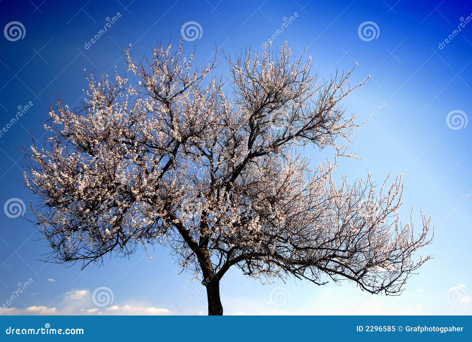 Albicocca dell'albero immagine stock. Immagine di aperto - 2296585