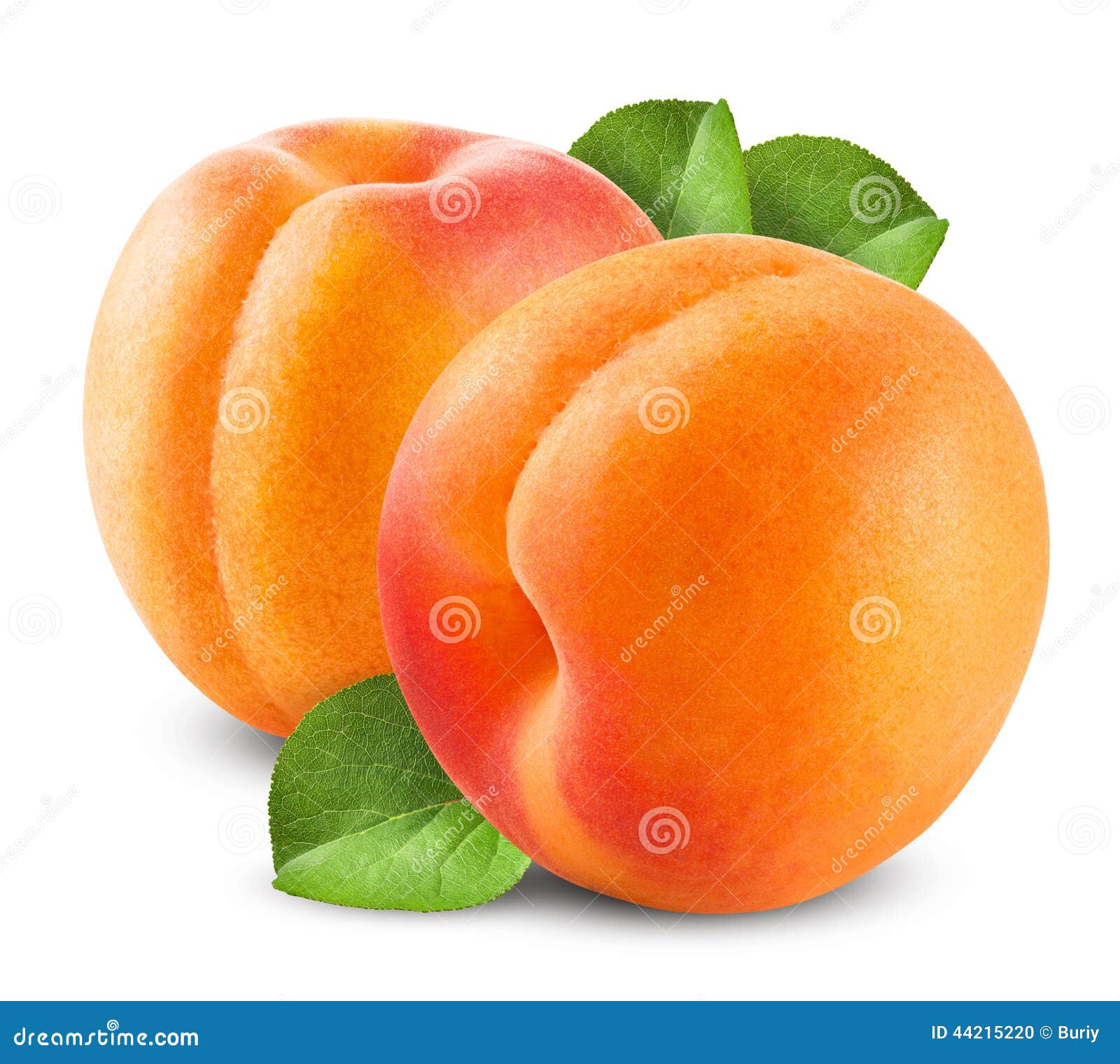 Albicocca fresca fotografia stock. Immagine di organico - 44215220