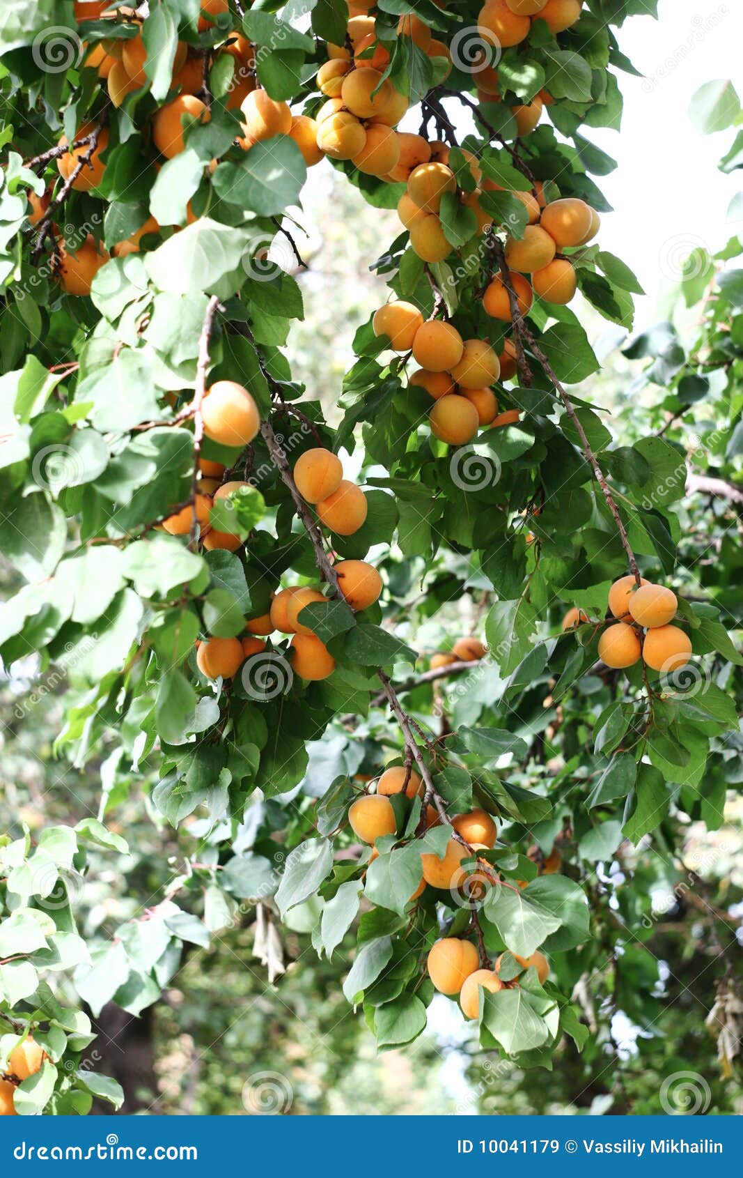 Albicocca matura immagine stock. Immagine di pianta, consumo - 10041179