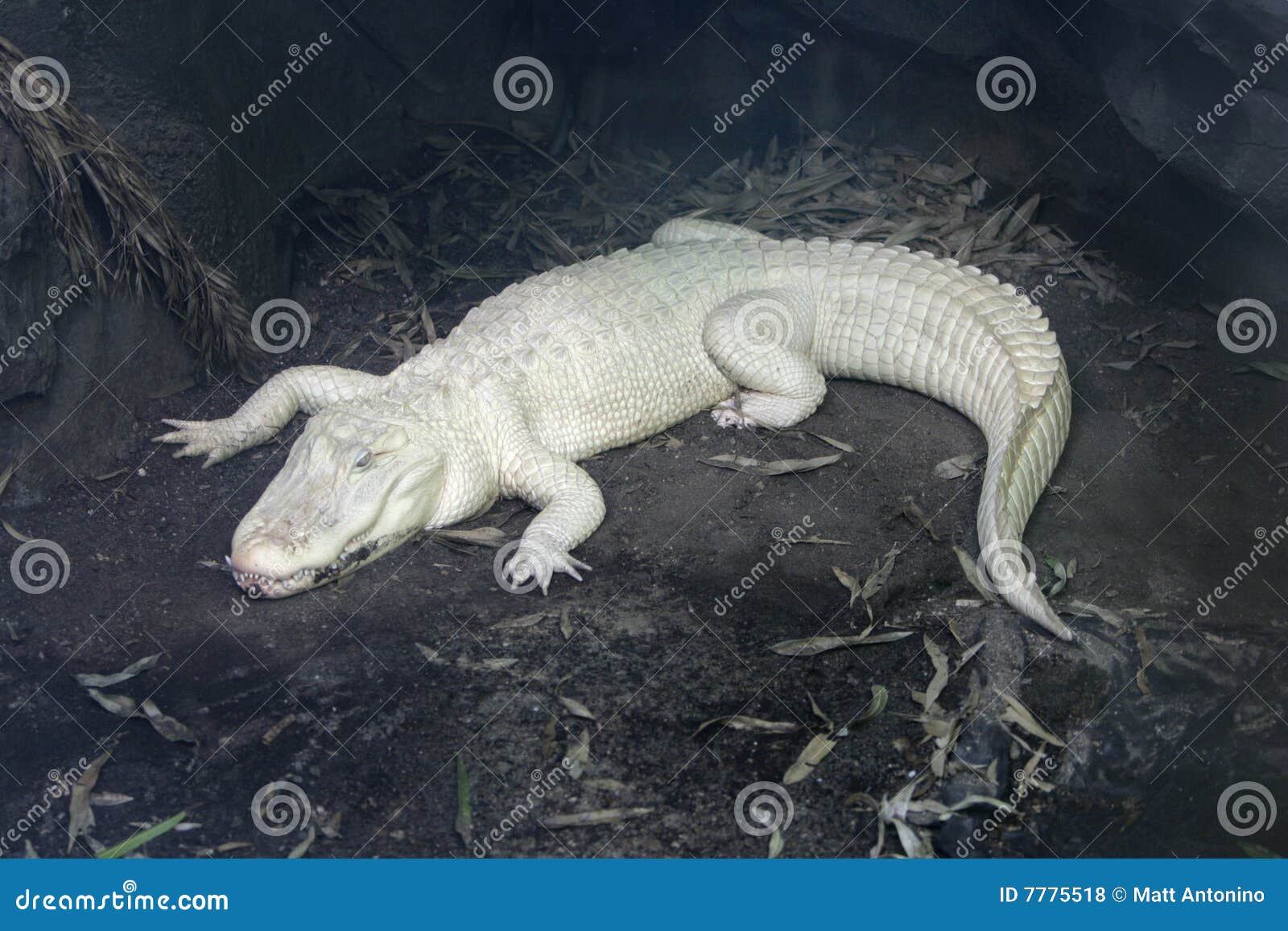 Albino Dwarf Caiman