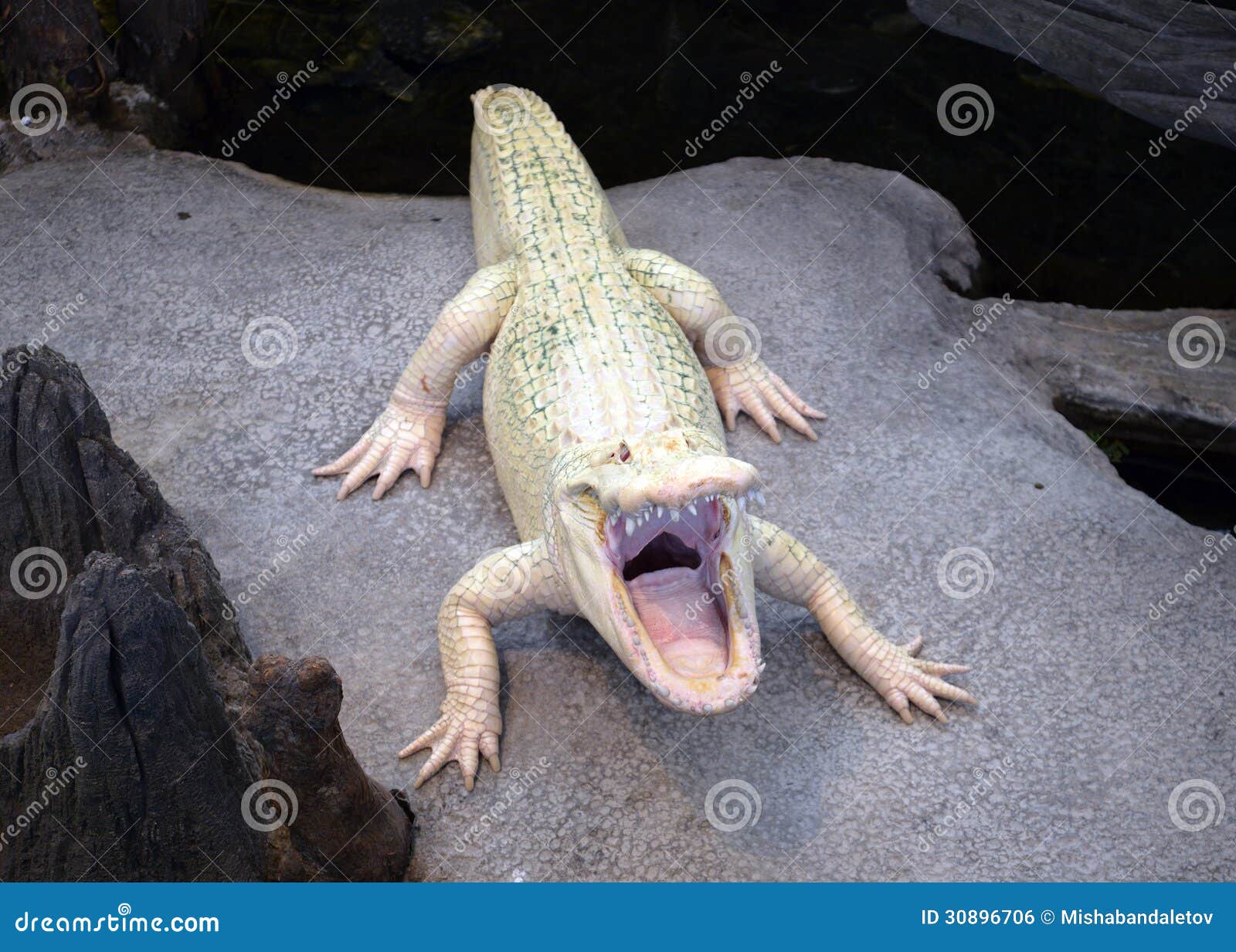 Albino Alligator stock photo. Image of croc, wildlife - 30896706