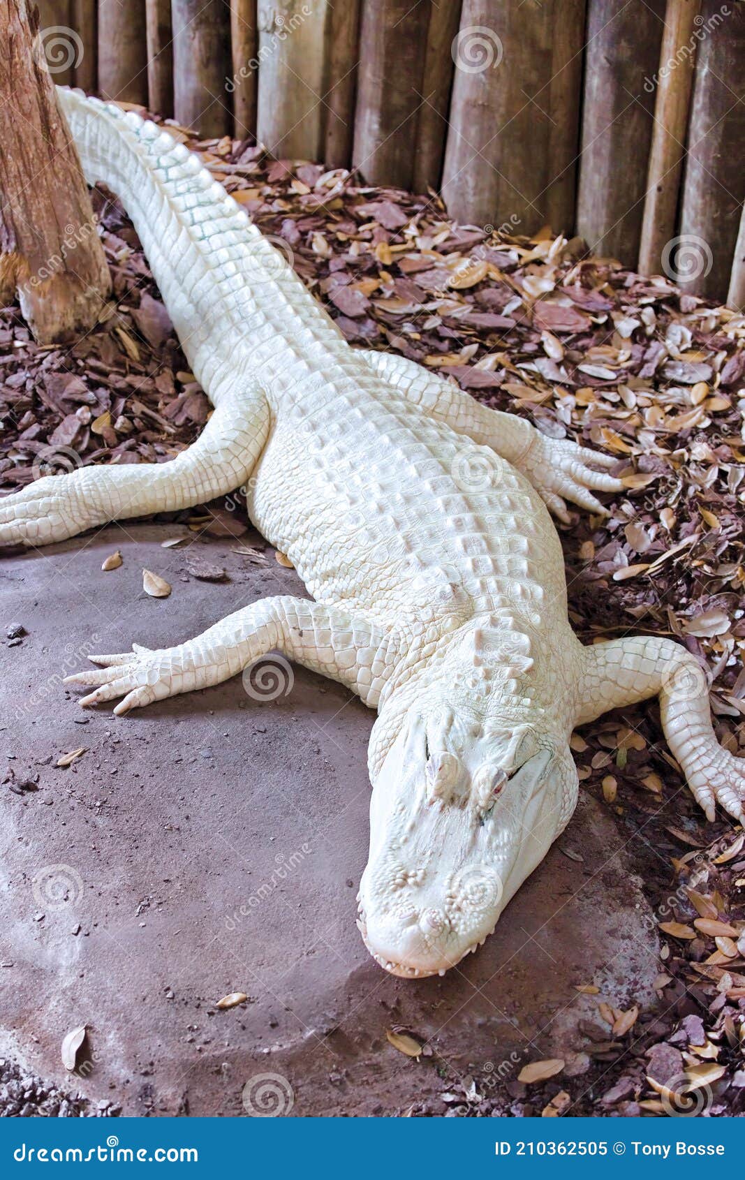 Albino Alligator stock image. Image of gator, reptile - 210362505