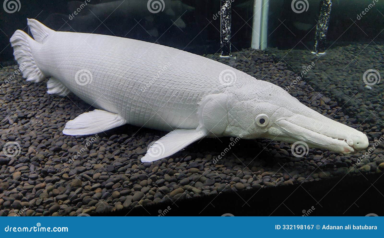 Albino alligator fish editorial photography. Image of albino - 332198167