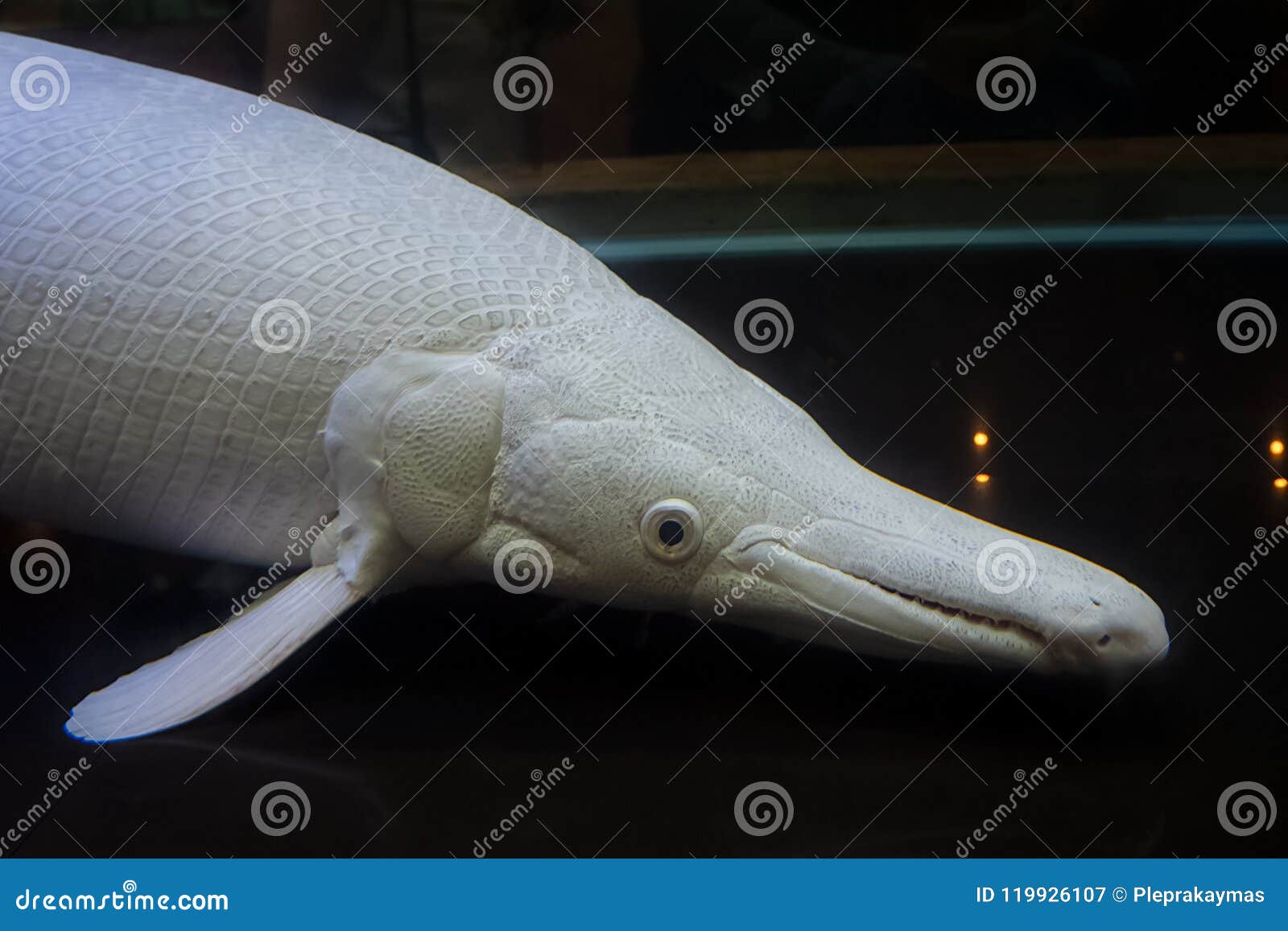 Albino alligator gar fish stock image. Image of tropical - 119926107