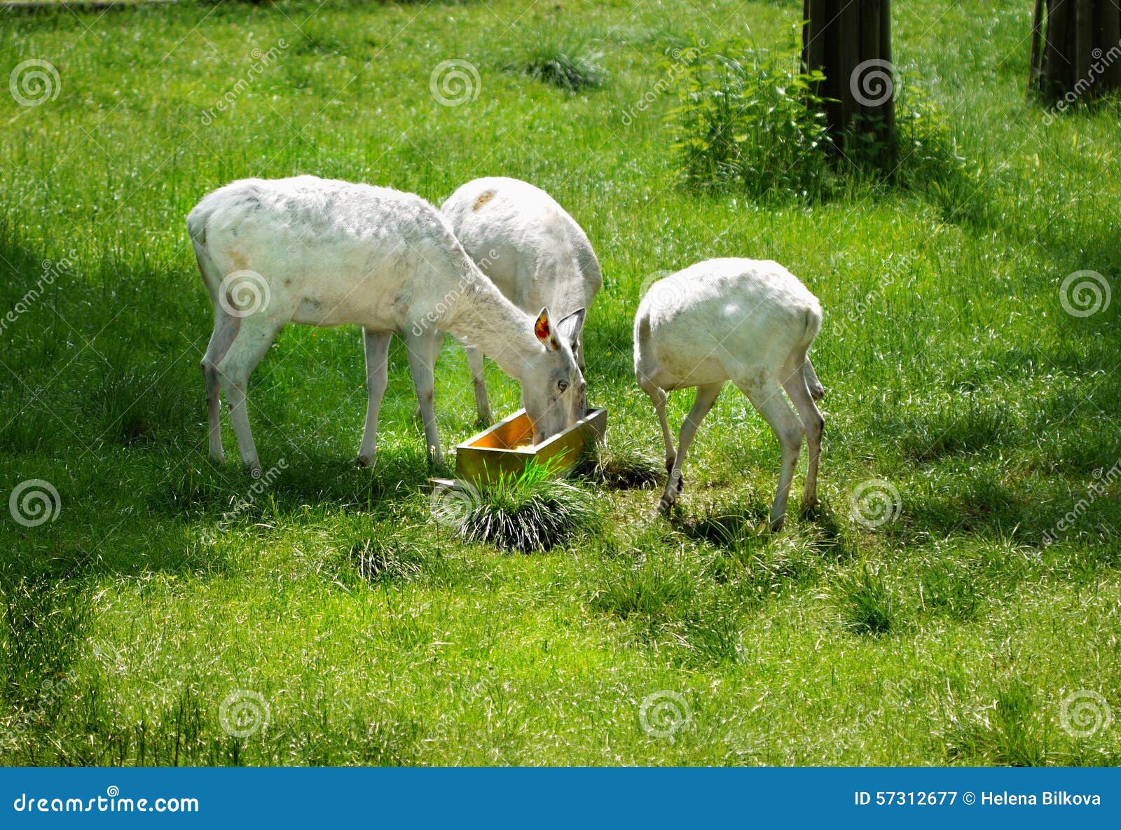 Albino Animals, Witte Herten Stock Afbeelding - Image of herten, dieren ...