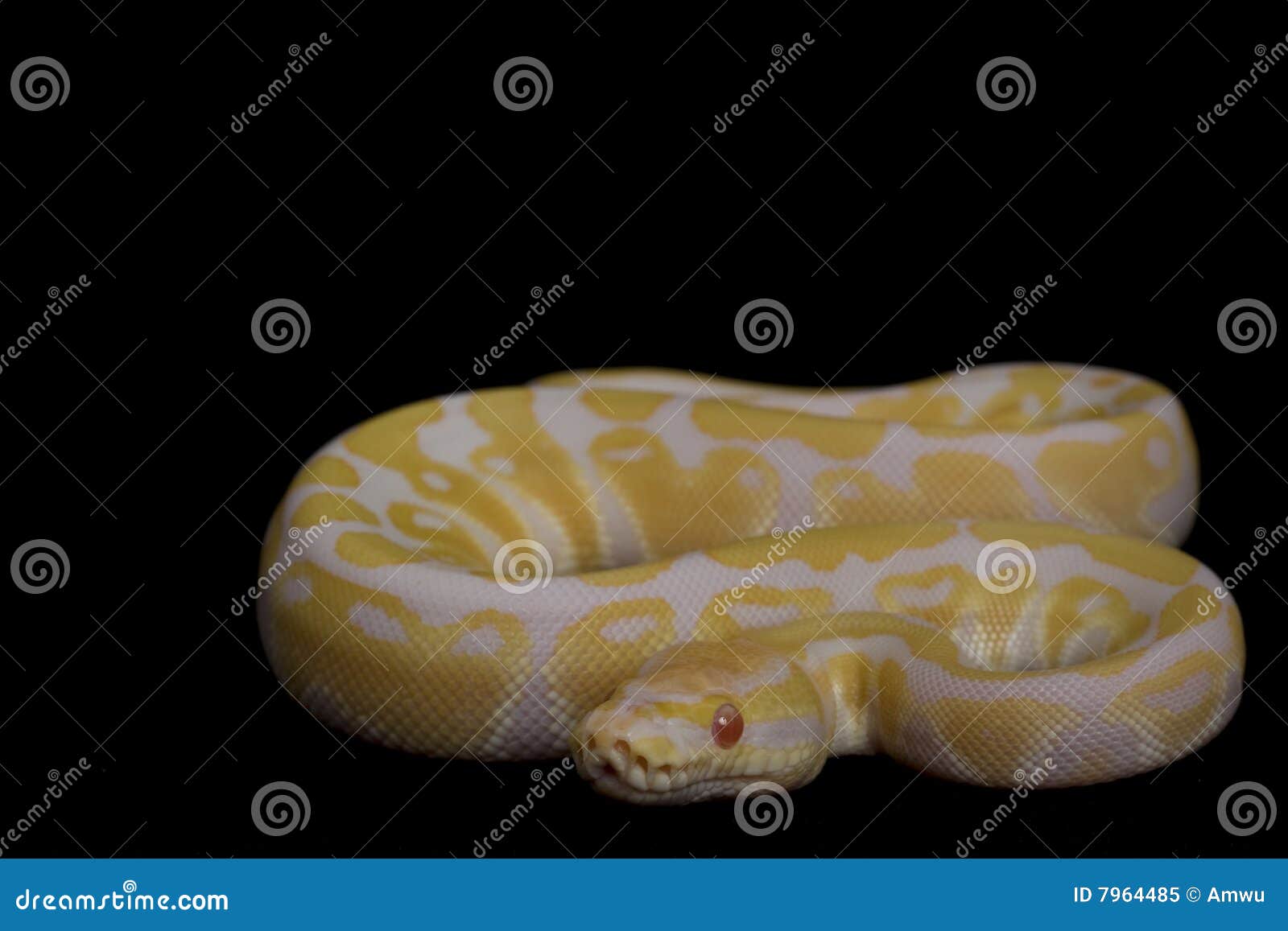 Albino Ball Python Picture. Image: 7964485