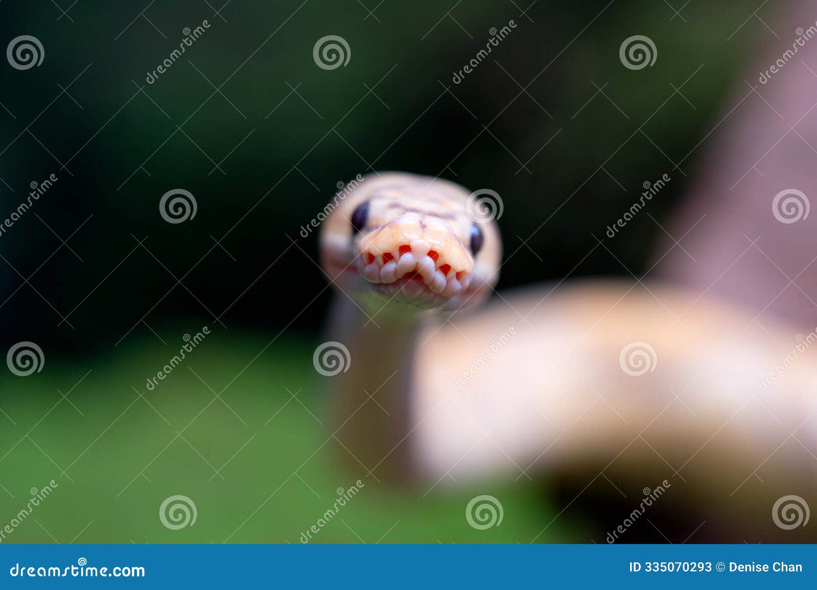 Gold Yellow Python, Albino Snake Reticulated Python with Beautiful ...