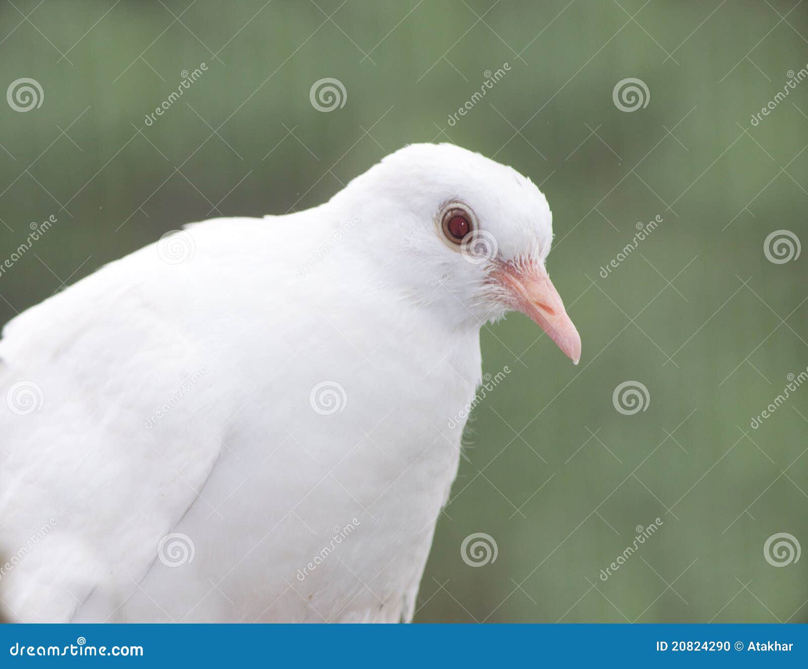 Albino Barbary-Taube stockfoto. Bild von hintergrund - 20824290