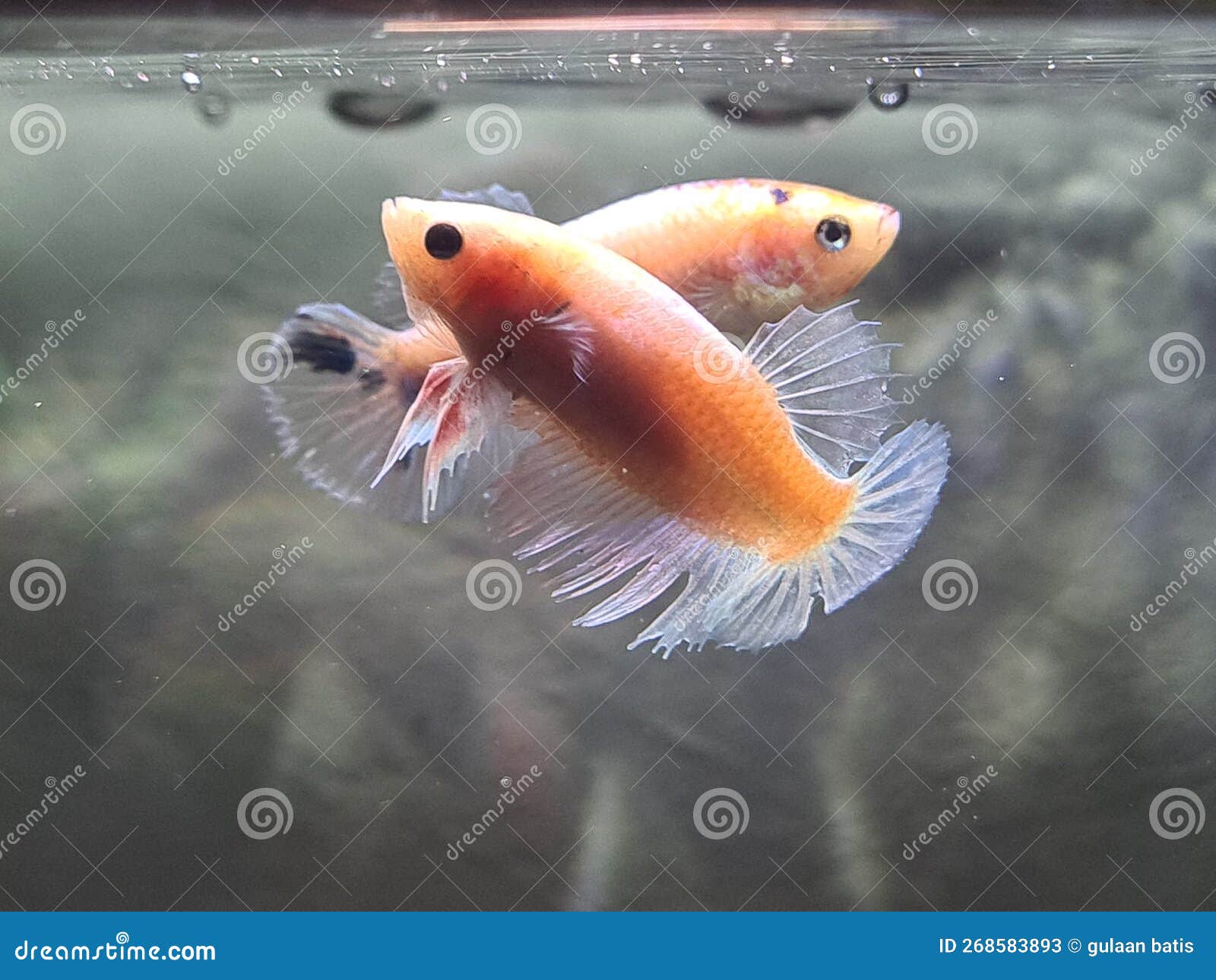 Albino Betta Fish stock image. Image of fishtank, aquascape - 268583893