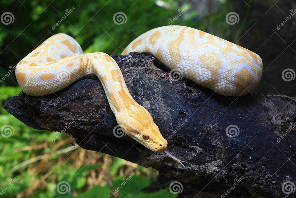 Albino Birman Python Molurus Bivittatus Photo stock - Image du brun, herpétologie: 163382746
