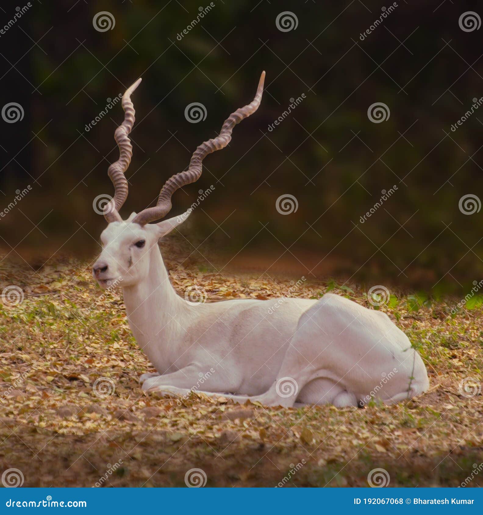 Albino Black Buck Sitting Alone Stock Photo - Image of wildlife ...