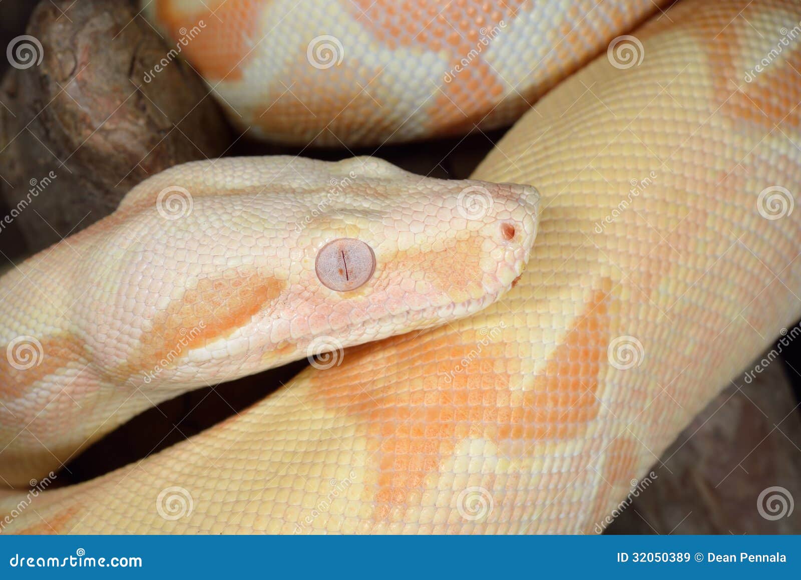 Albino Boa Constrictor stock image. Image of view, animal - 32050389
