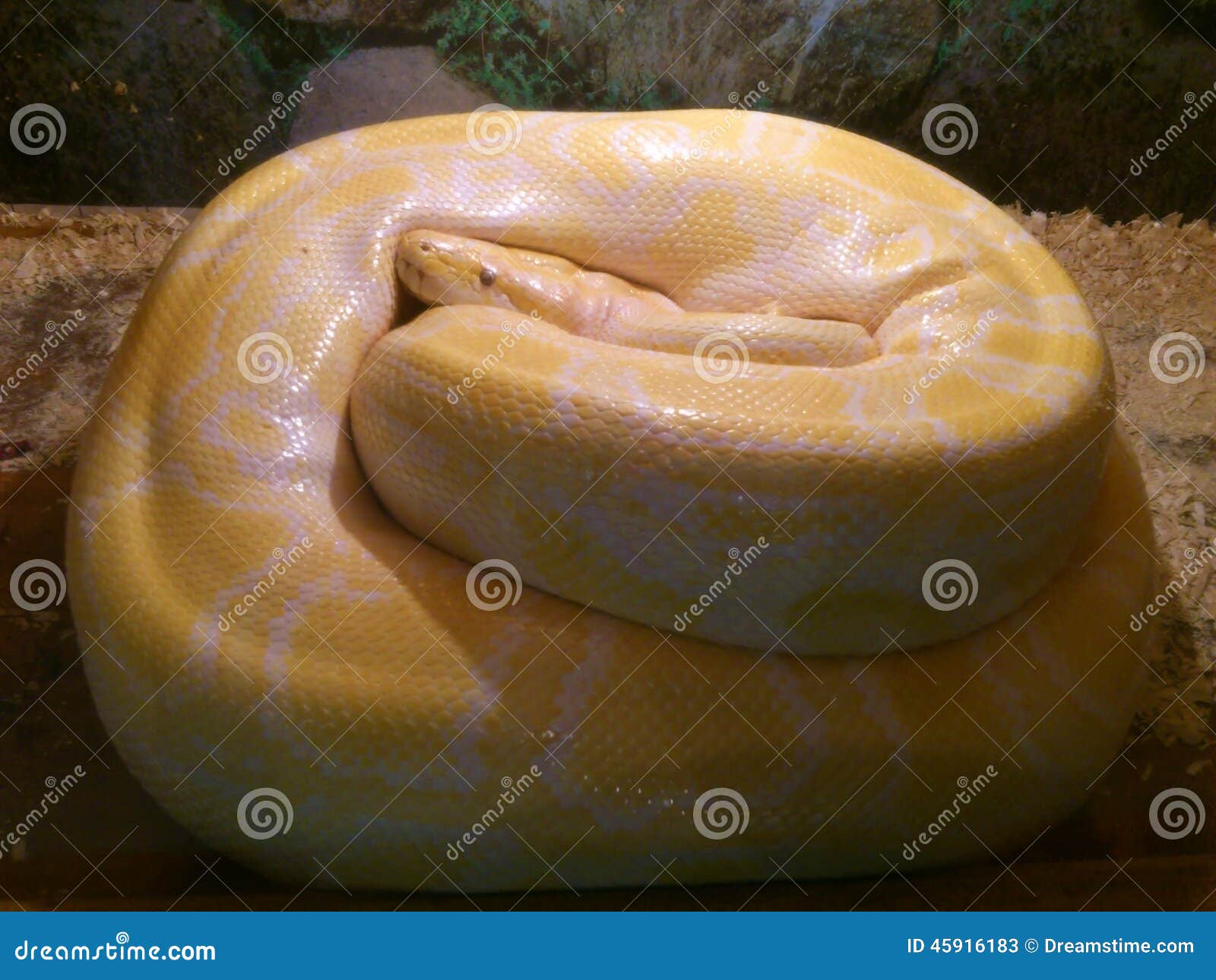 Albino boa stock image. Image of yellow, curled, reptile - 45916183