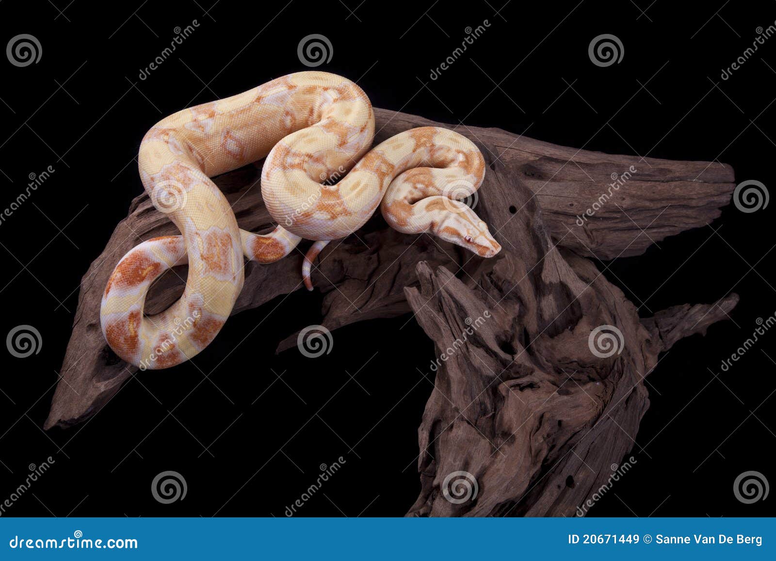 Albino Boa Constrictor On A Piece Of Wood Stock Image - Image of albino ...