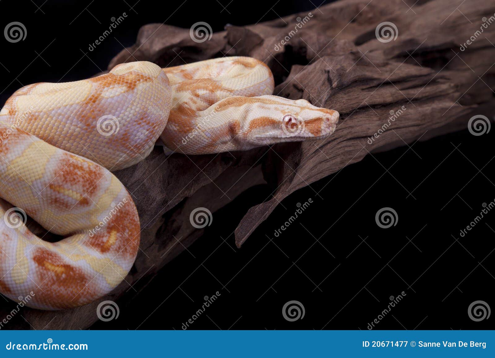 Albino Boa Constrictor on a Piece of Wood Stock Image - Image of exotic ...