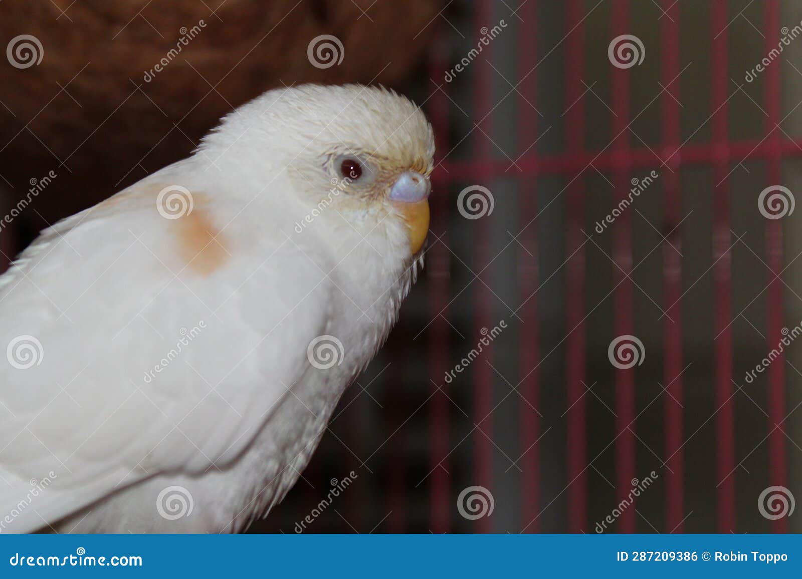 Albino Budgie