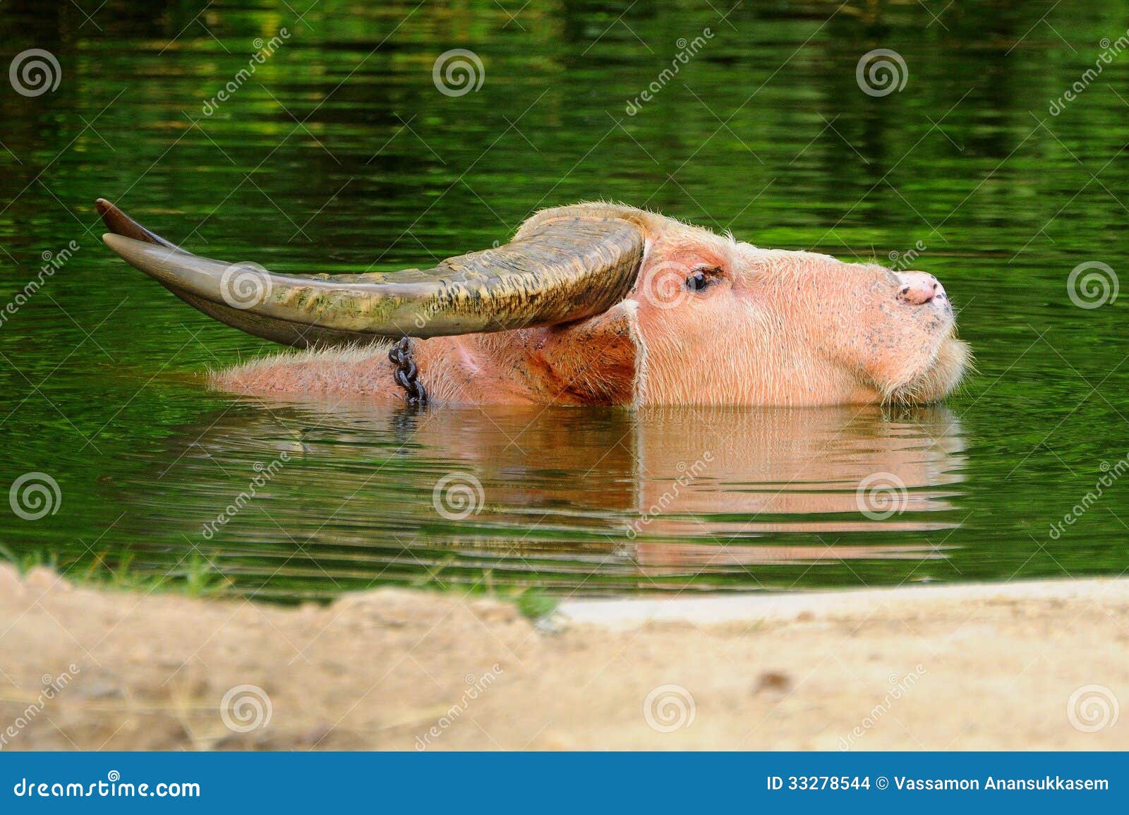 Albino buffalo stock photo. Image of animal, natural - 33278544
