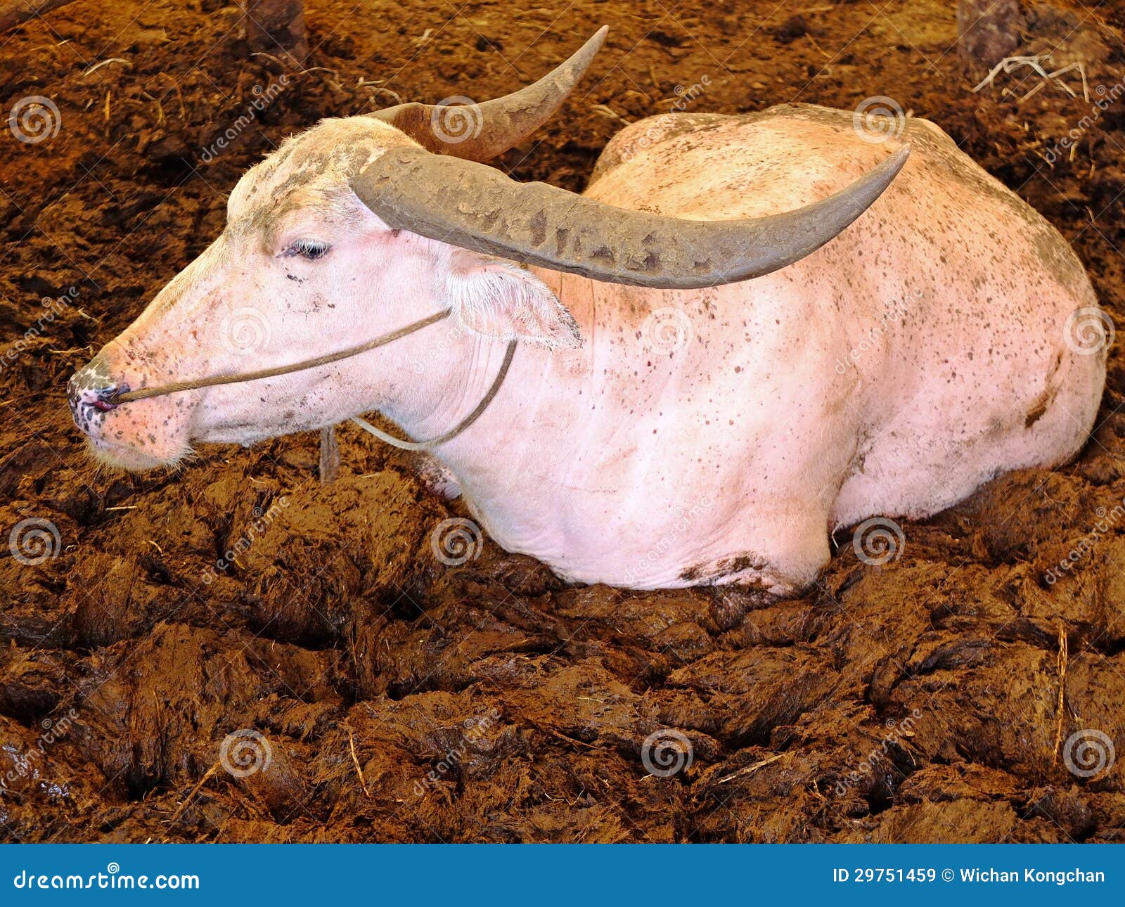 Albino buffalo stock image. Image of agriculture, creature - 29751459