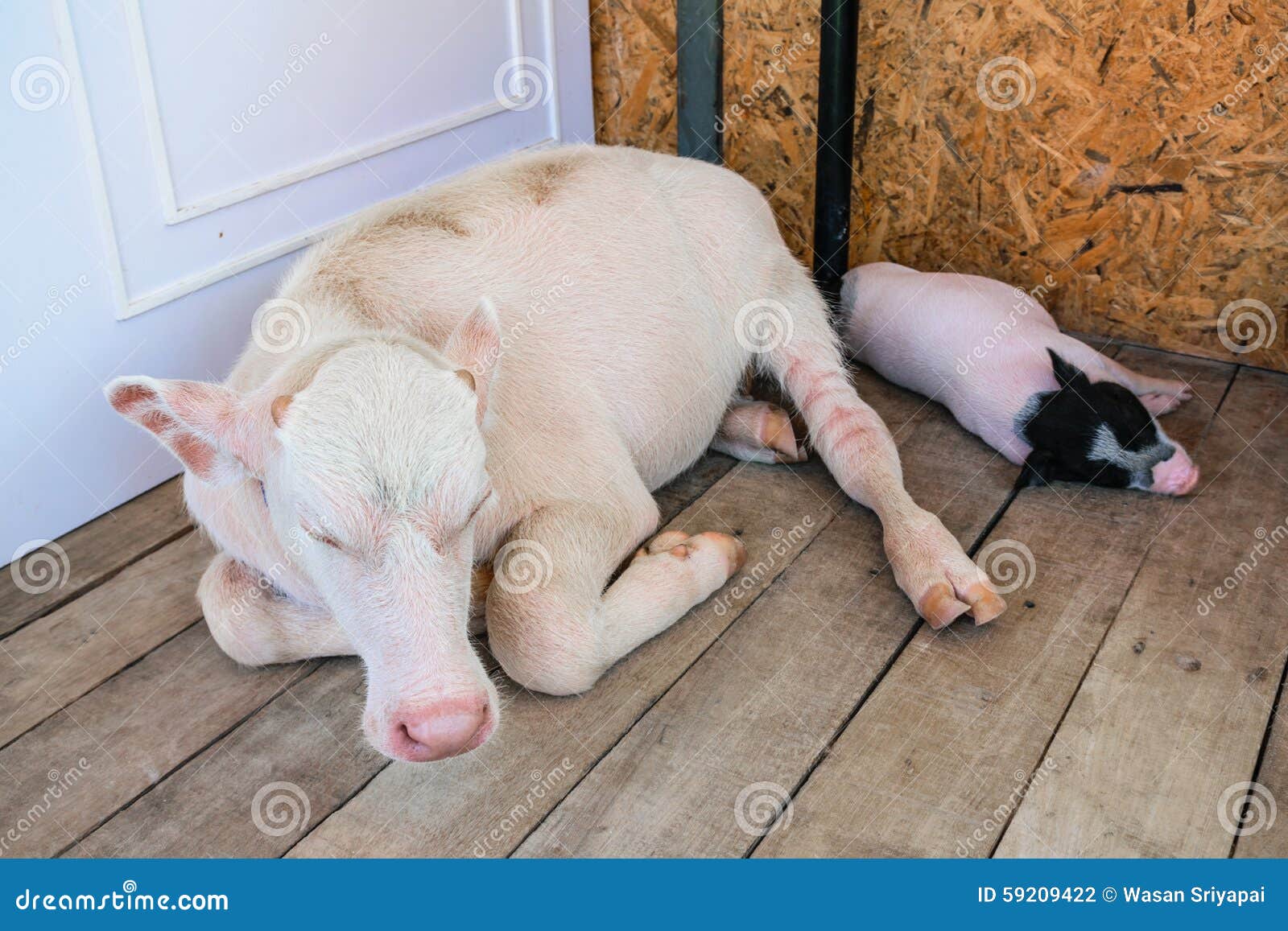 Albino buffalo and pig stock photo. Image of mother, family - 59209422