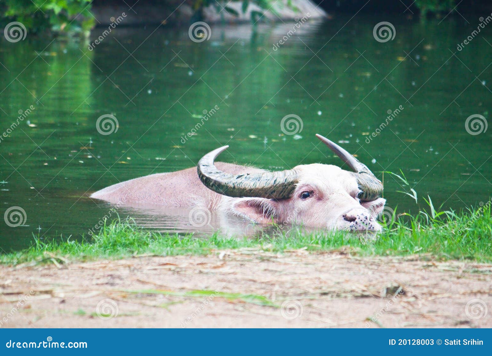 Albino buffalo swimming stock image. Image of creature - 20128003