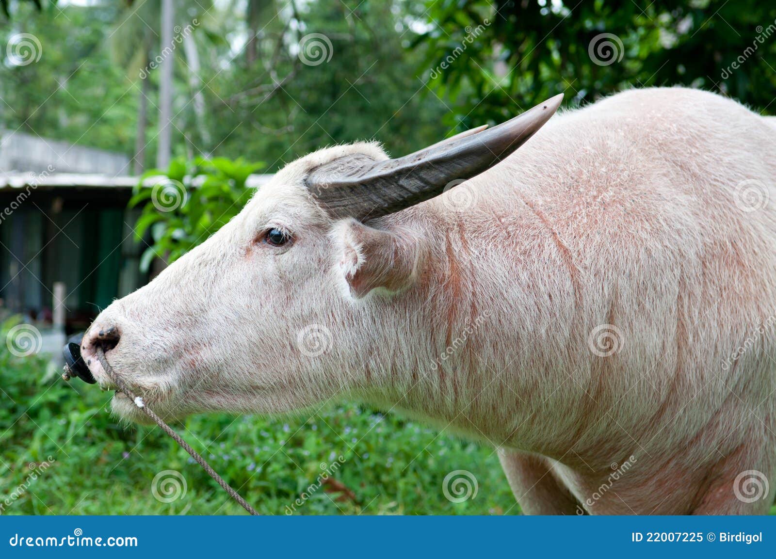 Albino Buffalo (white Buffalo) Stock Image - Image of bovine, animal ...