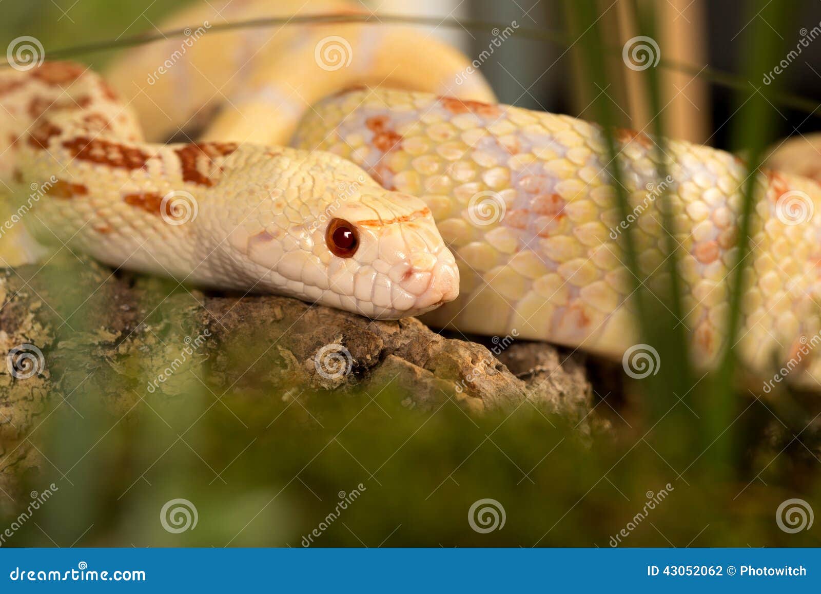 Albino bullsnake stock photo. Image of animal, coil, bullsnake - 43052062