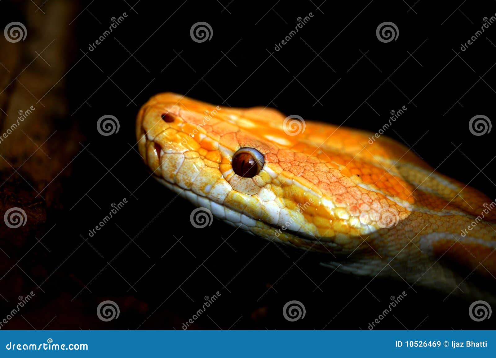Albino Burmese Python stock image. Image of python, burma - 10526469
