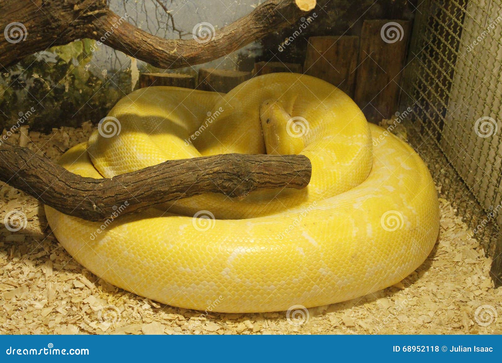 Albino Burmese Python stock foto. Image of slang, beklemming - 68952118