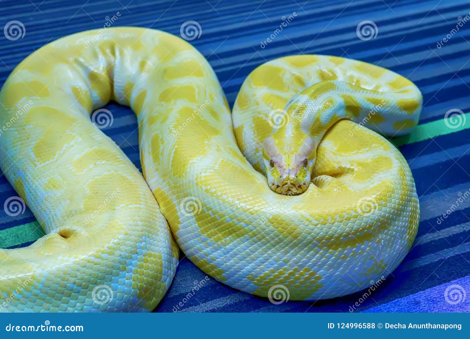 Albino burmese python stock photo. Image of texture - 124996588