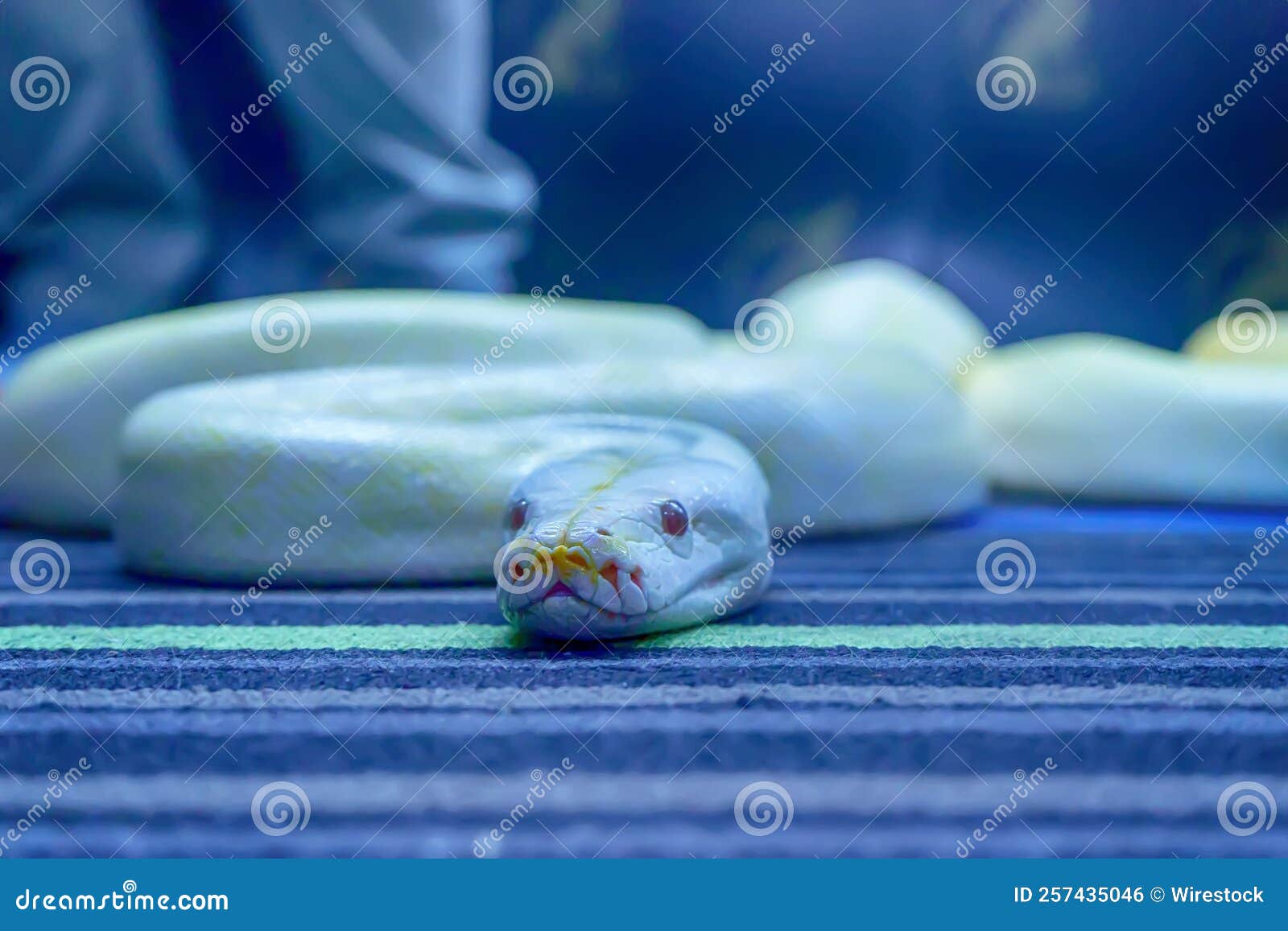 Albino burmese python stock photo. Image of poisonous - 257435046