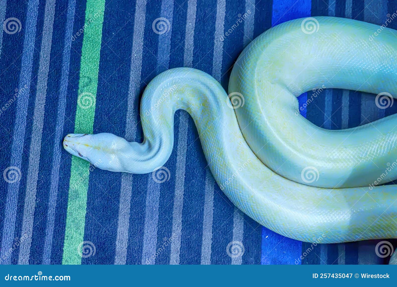 Albino burmese python stock image. Image of natural - 257435047