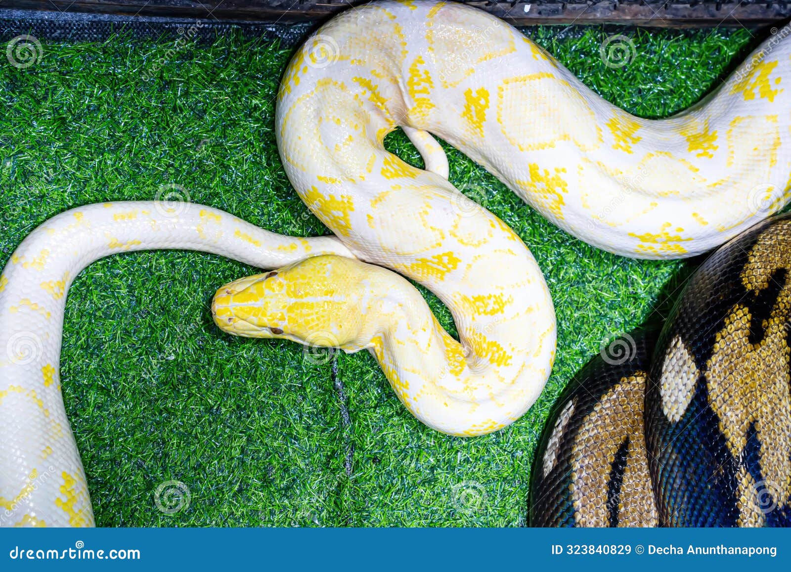 Albino burmese python stock image. Image of tongue, python - 323840829