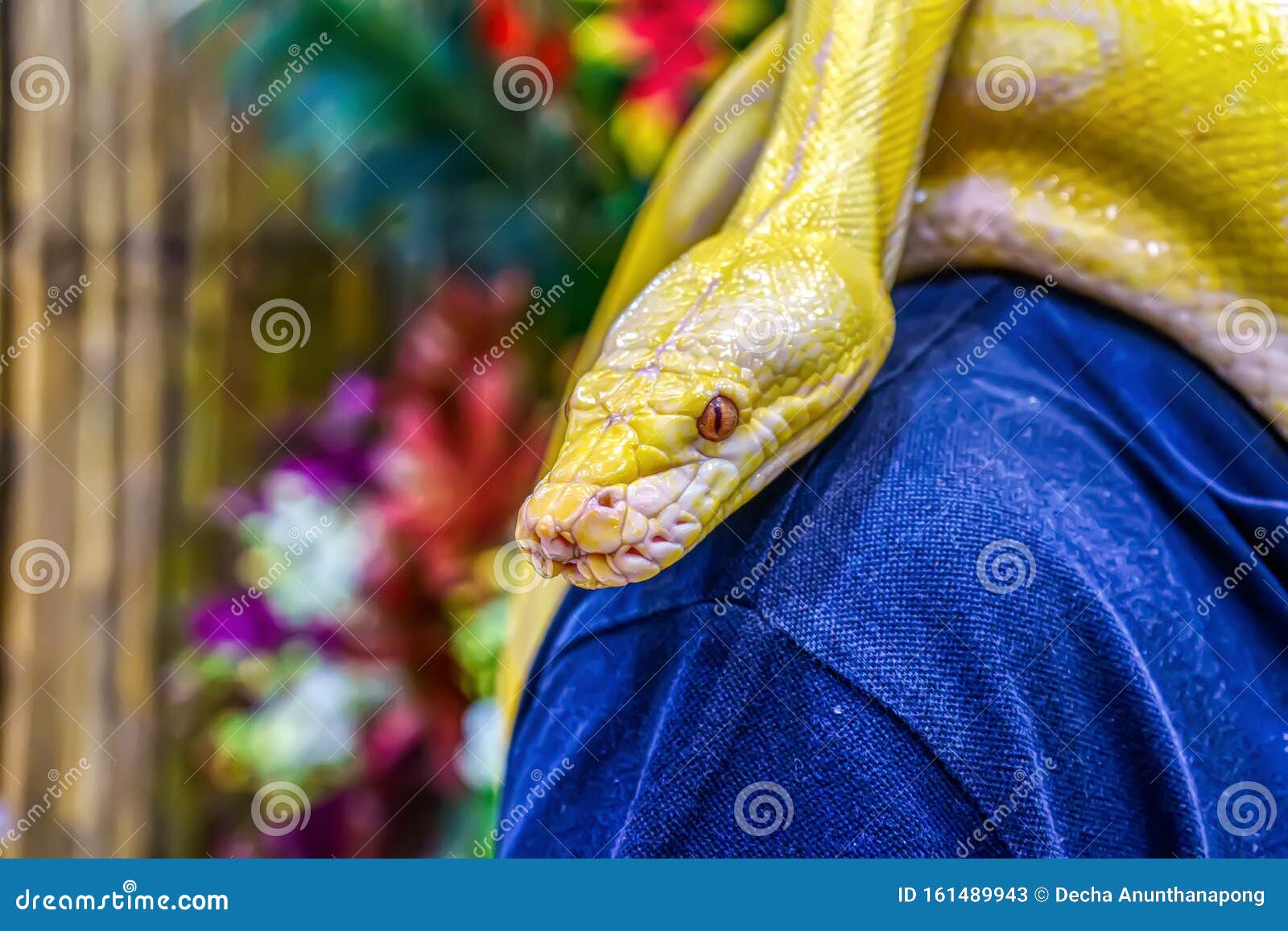 Albino burmese python stock image. Image of poison, albino - 161489943